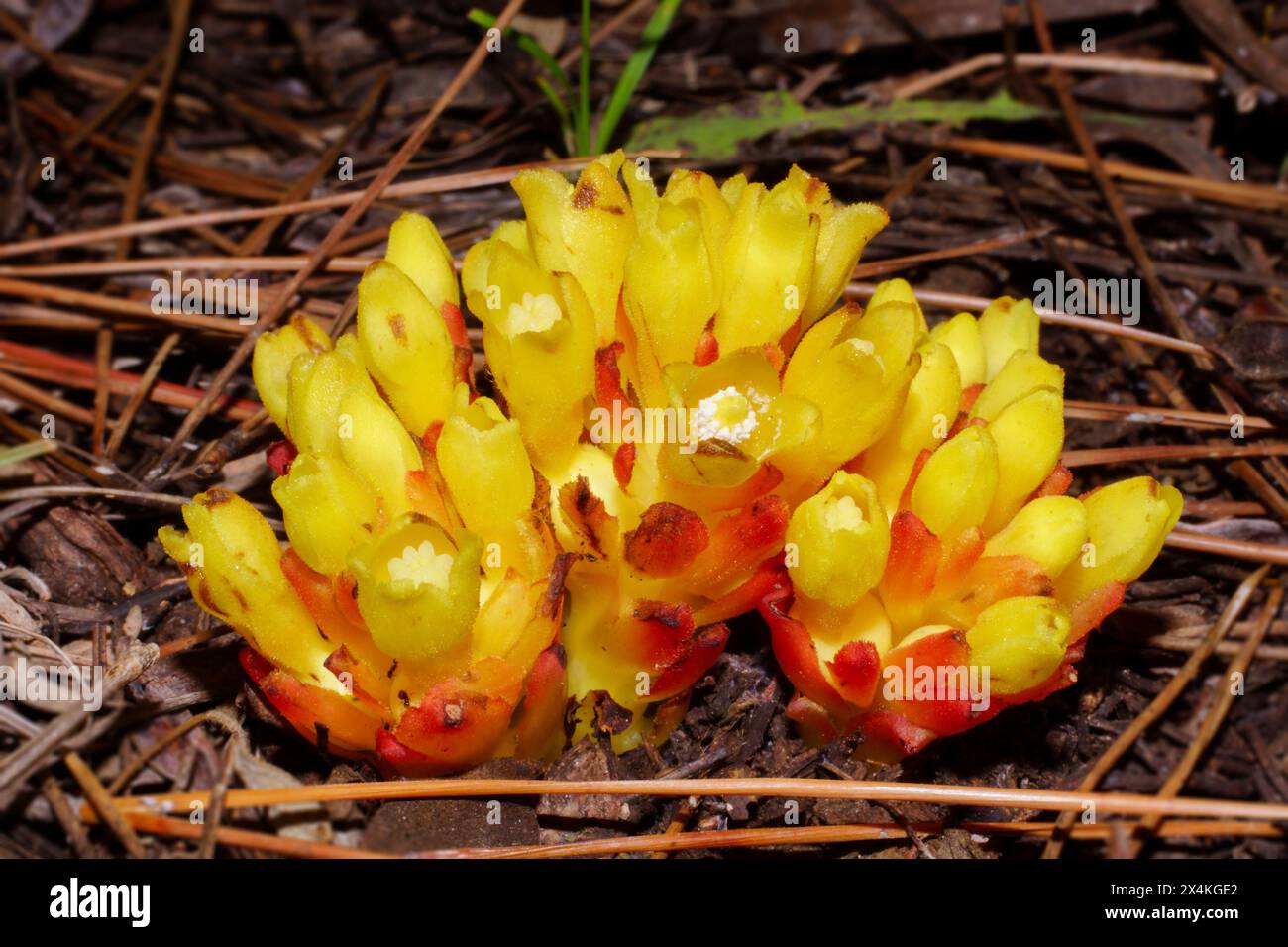 Flowers of the parasitic yellow Cytinus (Cytinus hypocistis), in ...