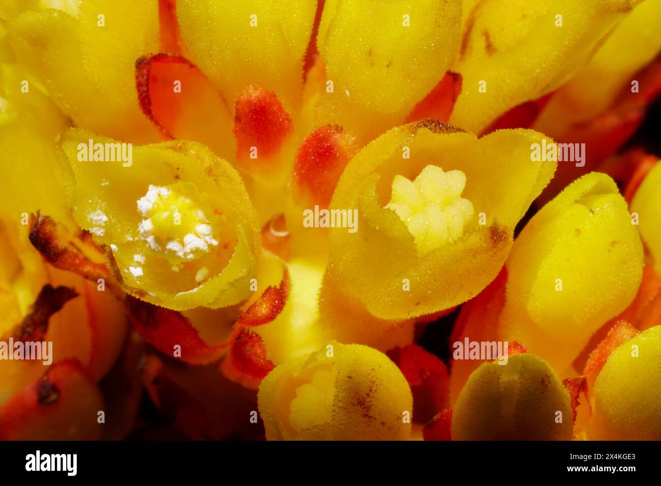 Close-up of the flowers of the yellow Cytinus (Cytinus hypocistis), a ...