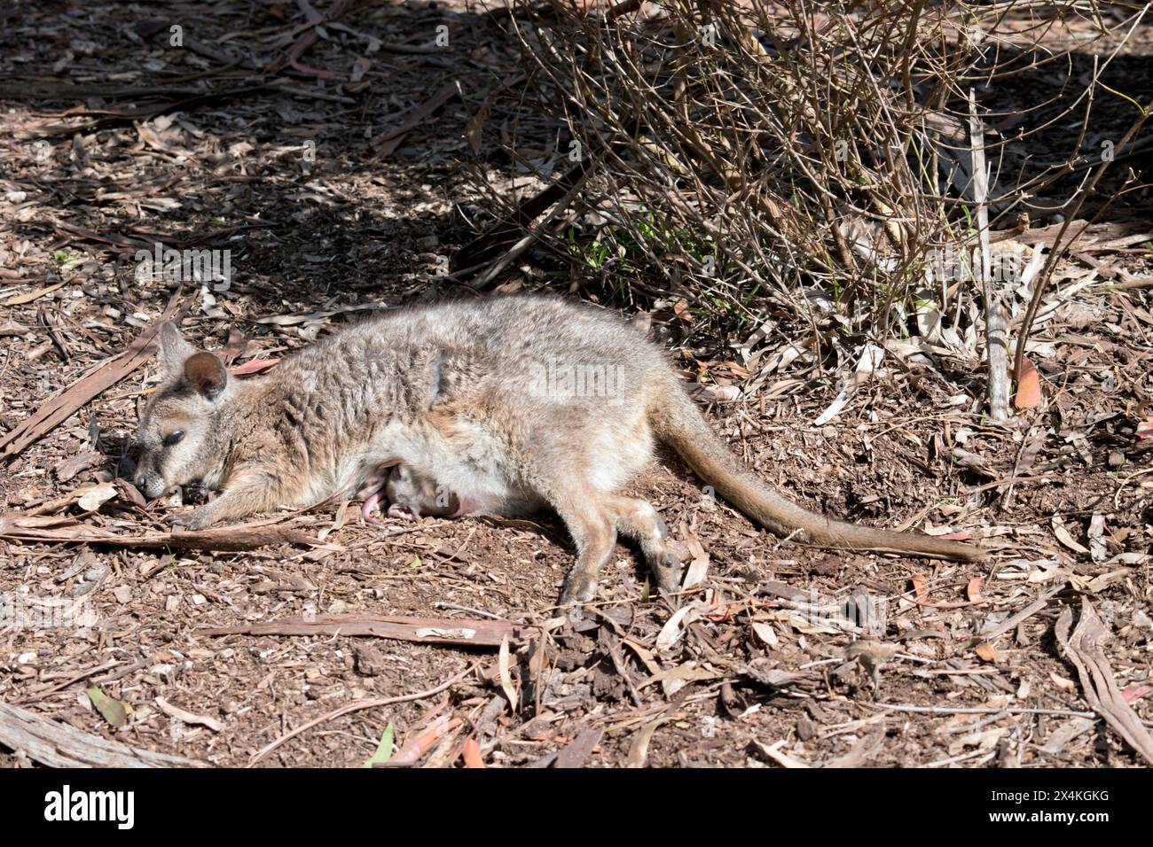 the tammar wallaby has a small joey in her pouch Stock Photo - Alamy