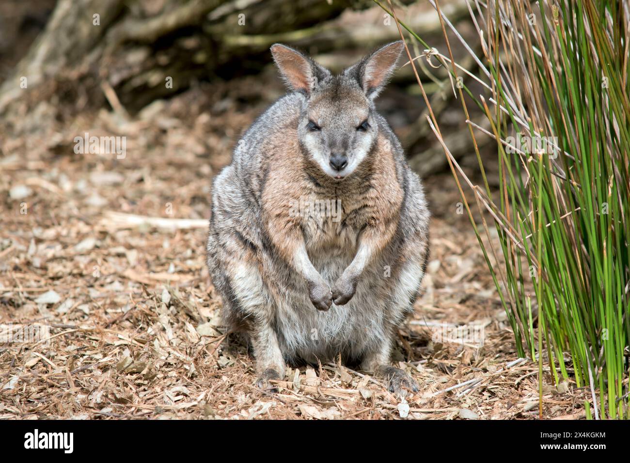 the tammar wallaby is standing on her hind legs Stock Photo - Alamy