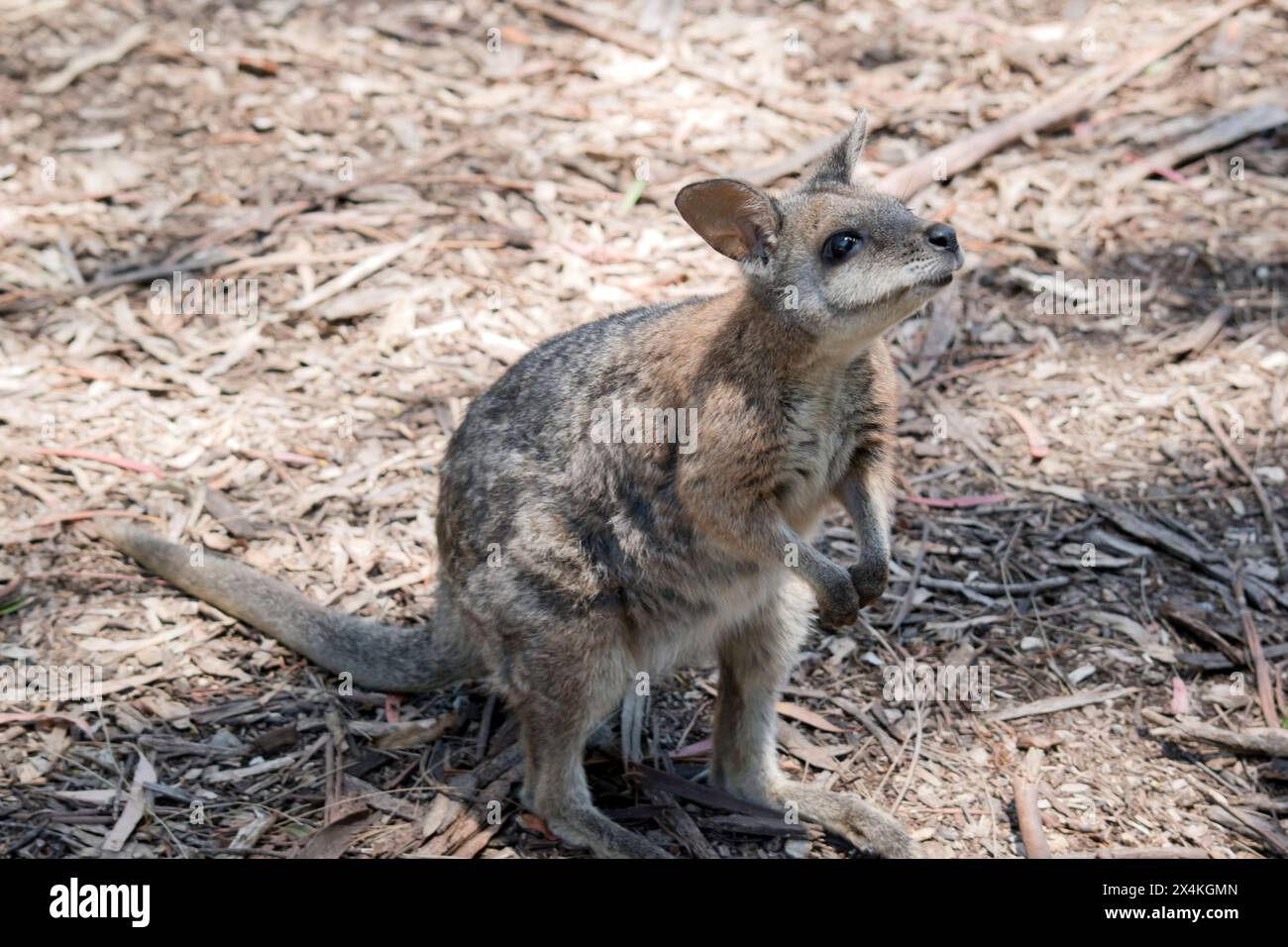 the tammar wallaby is a small grey wallaby with tan shoulders and a ...