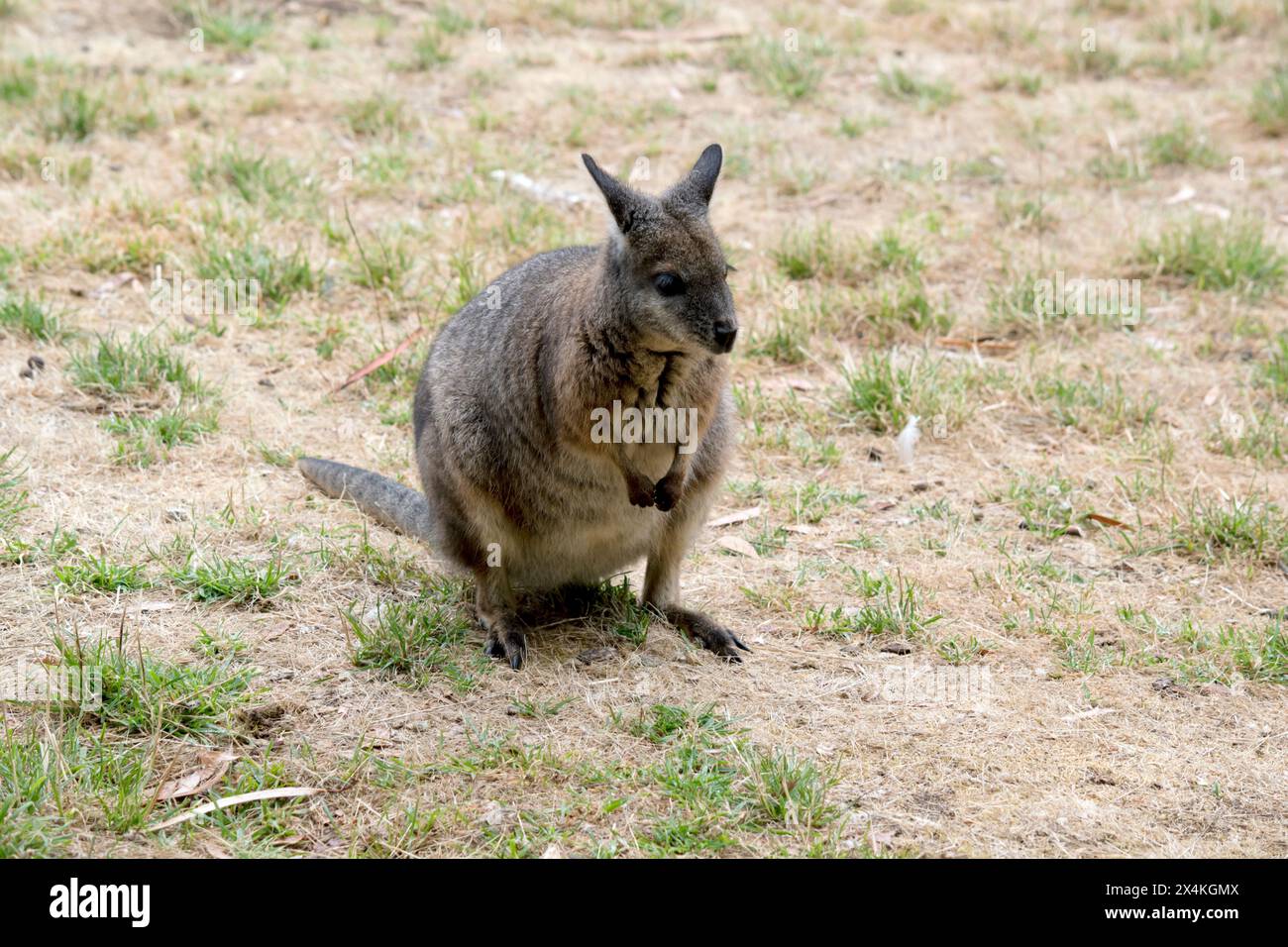 the tammar wallaby has dark greyish upperparts with a paler underside ...