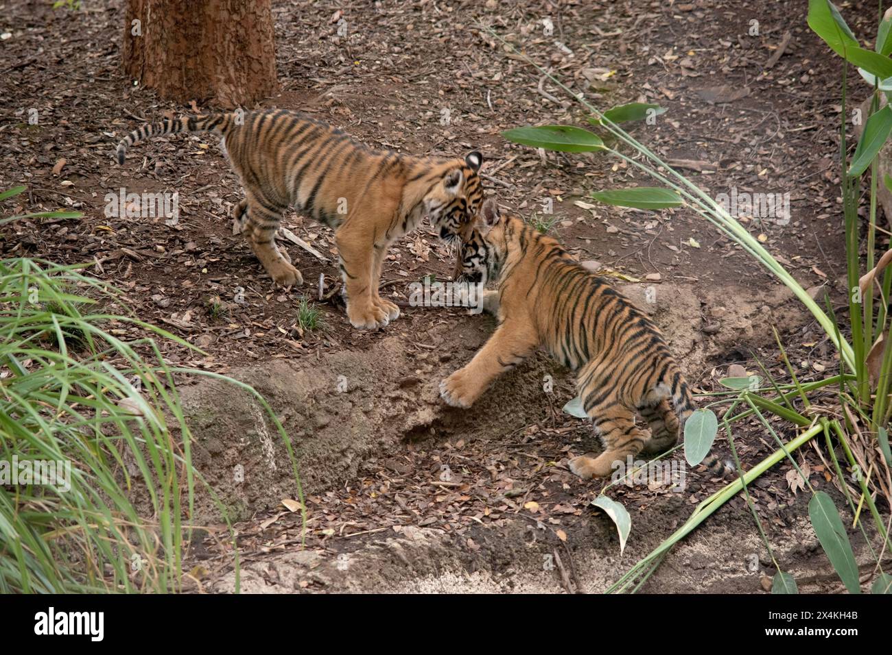 Tiger cubs are born with all their stripes and drink their mother's ...