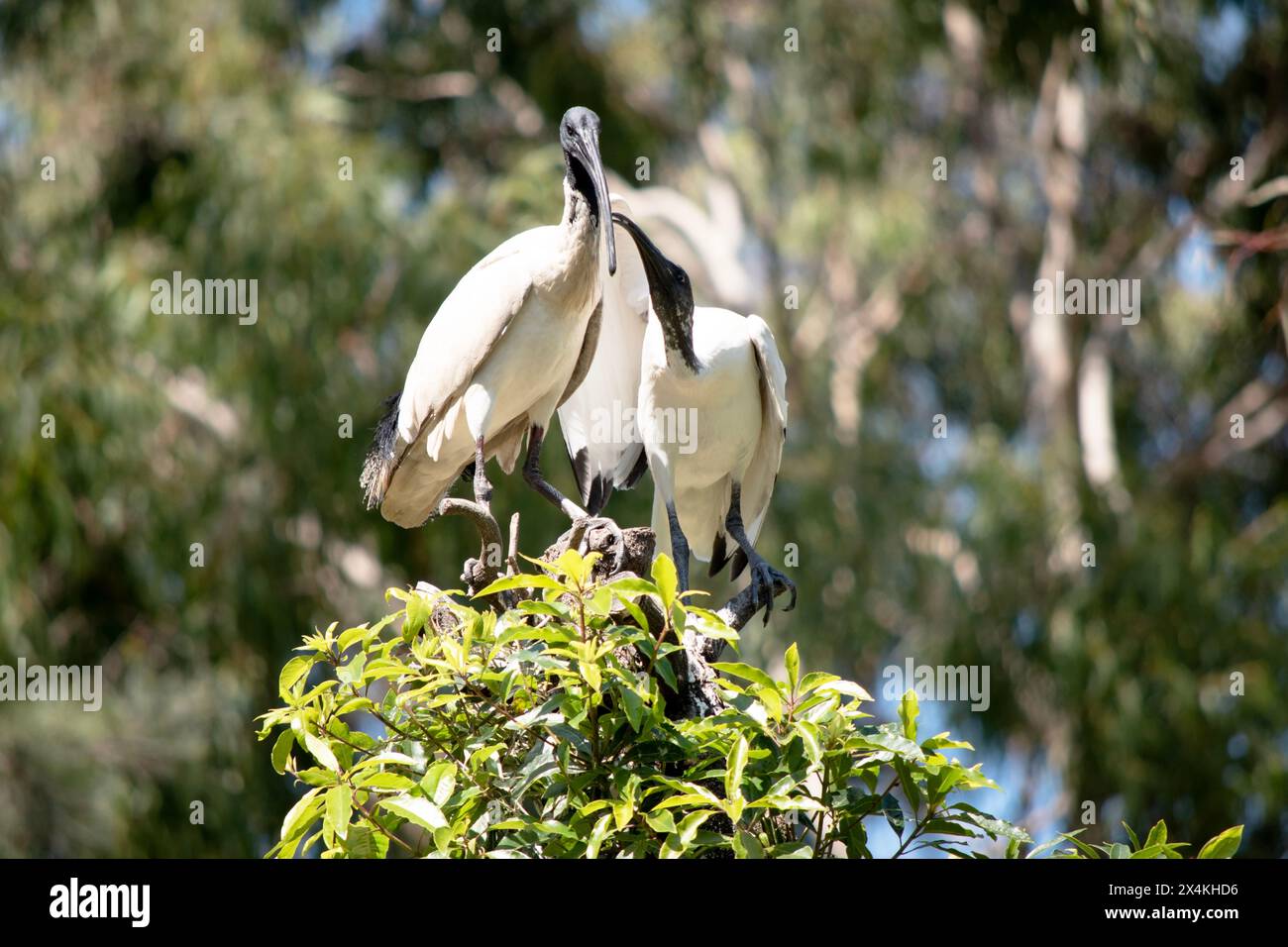 Ibis chick hi-res stock photography and images - Alamy