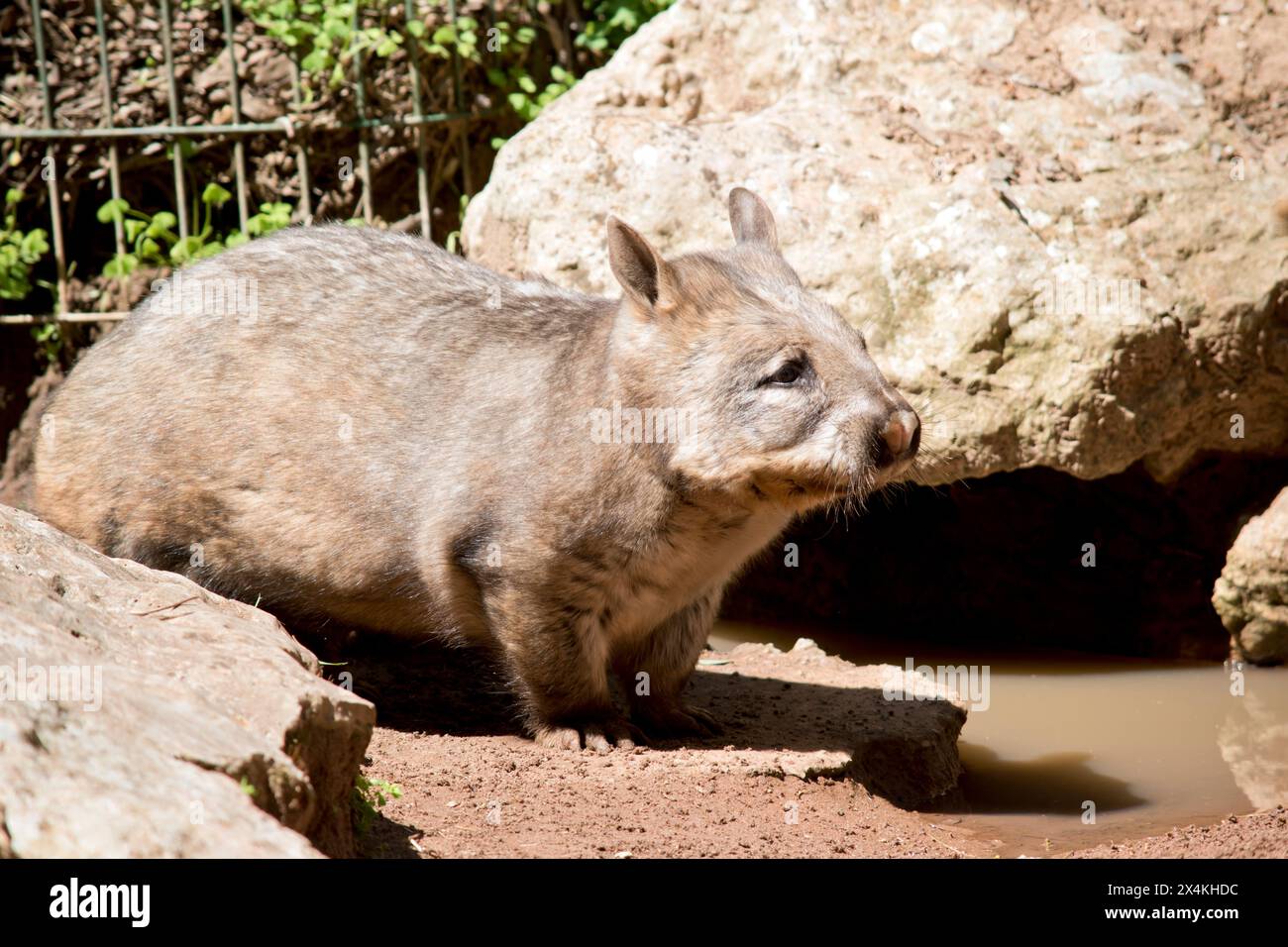 the hairy nosed wombat has sharp claws for digging is brown in color ...