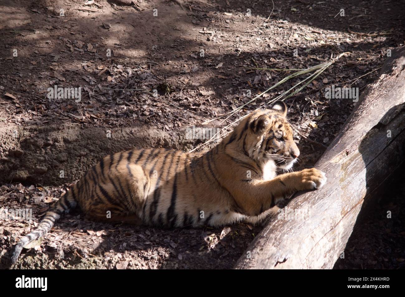 Young tigers have a coat of golden fur with dark stripes, the tiger is ...
