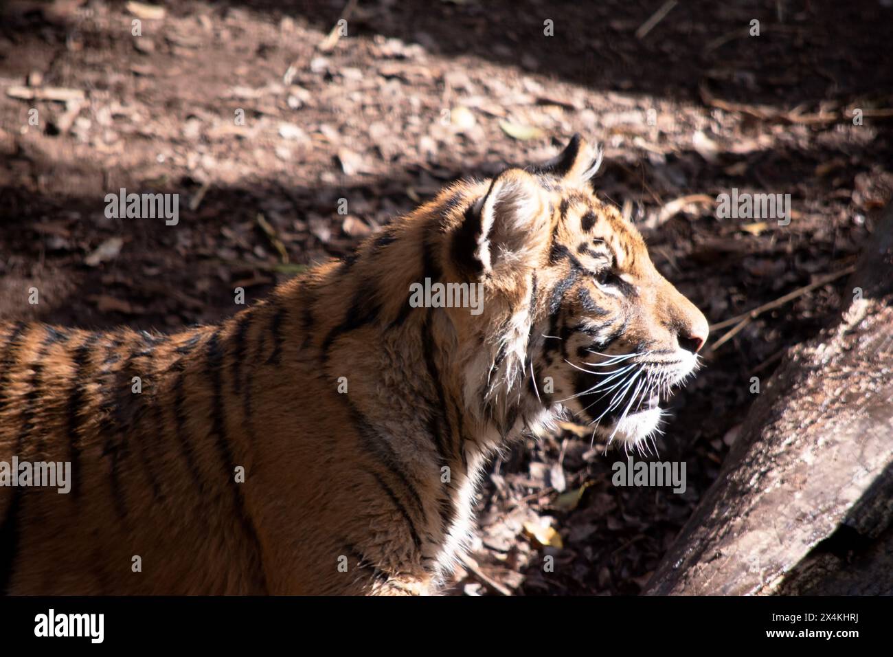 Young tigers have a coat of golden fur with dark stripes, the tiger is ...