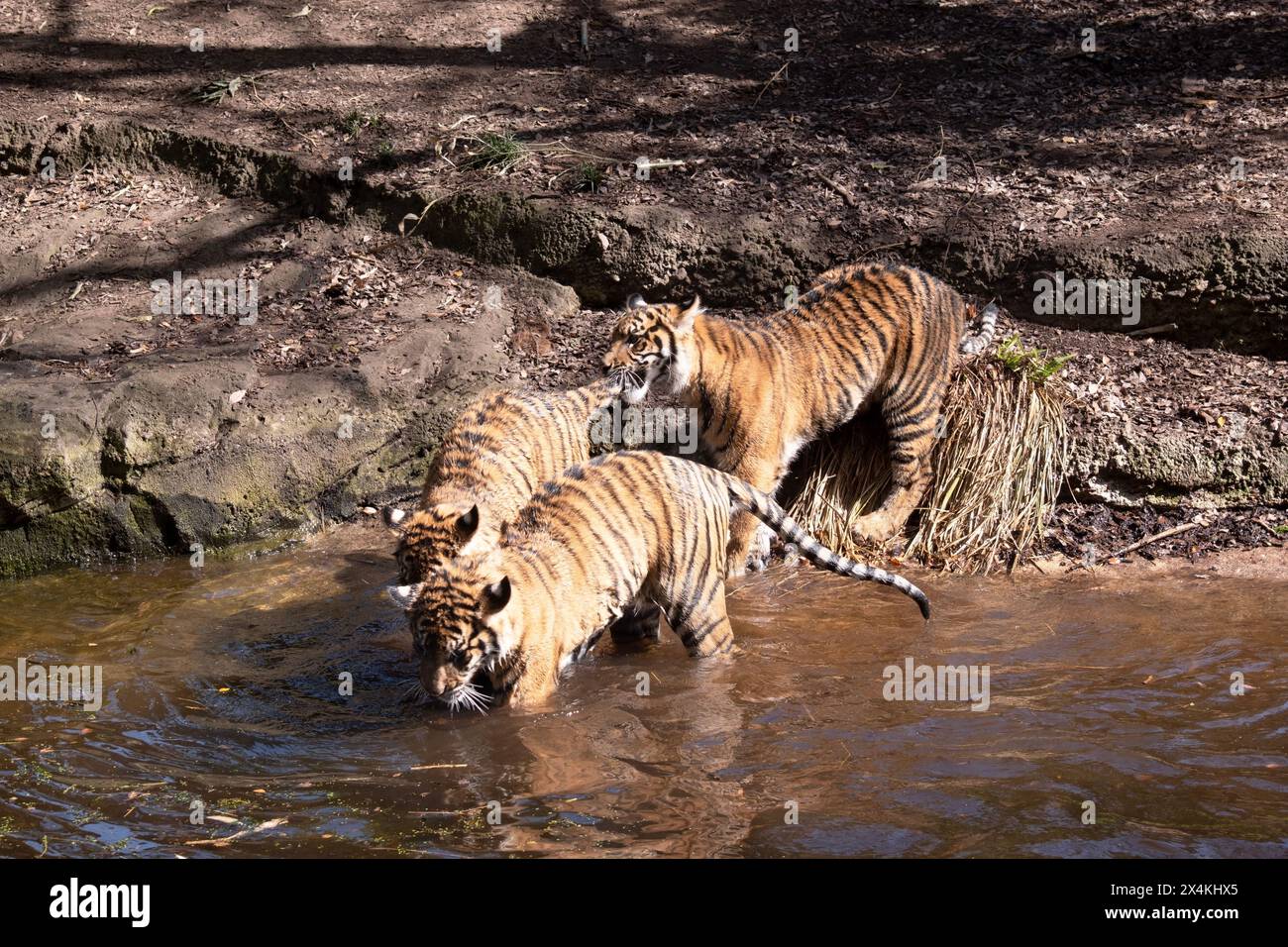 Young tigers have a coat of golden fur with dark stripes, the tiger is ...