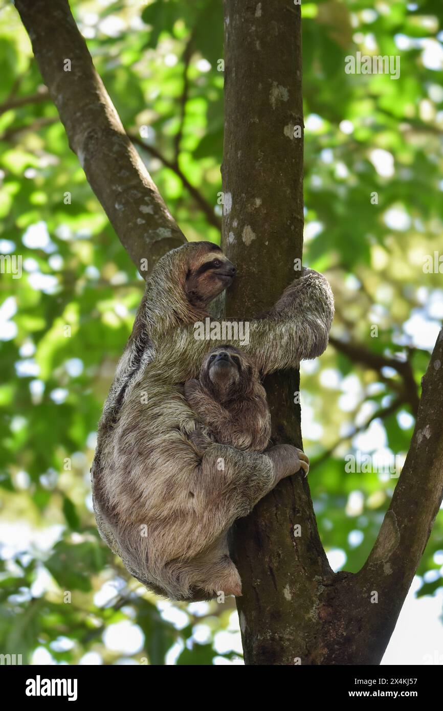 Baby sloth hi-res stock photography and images - Alamy