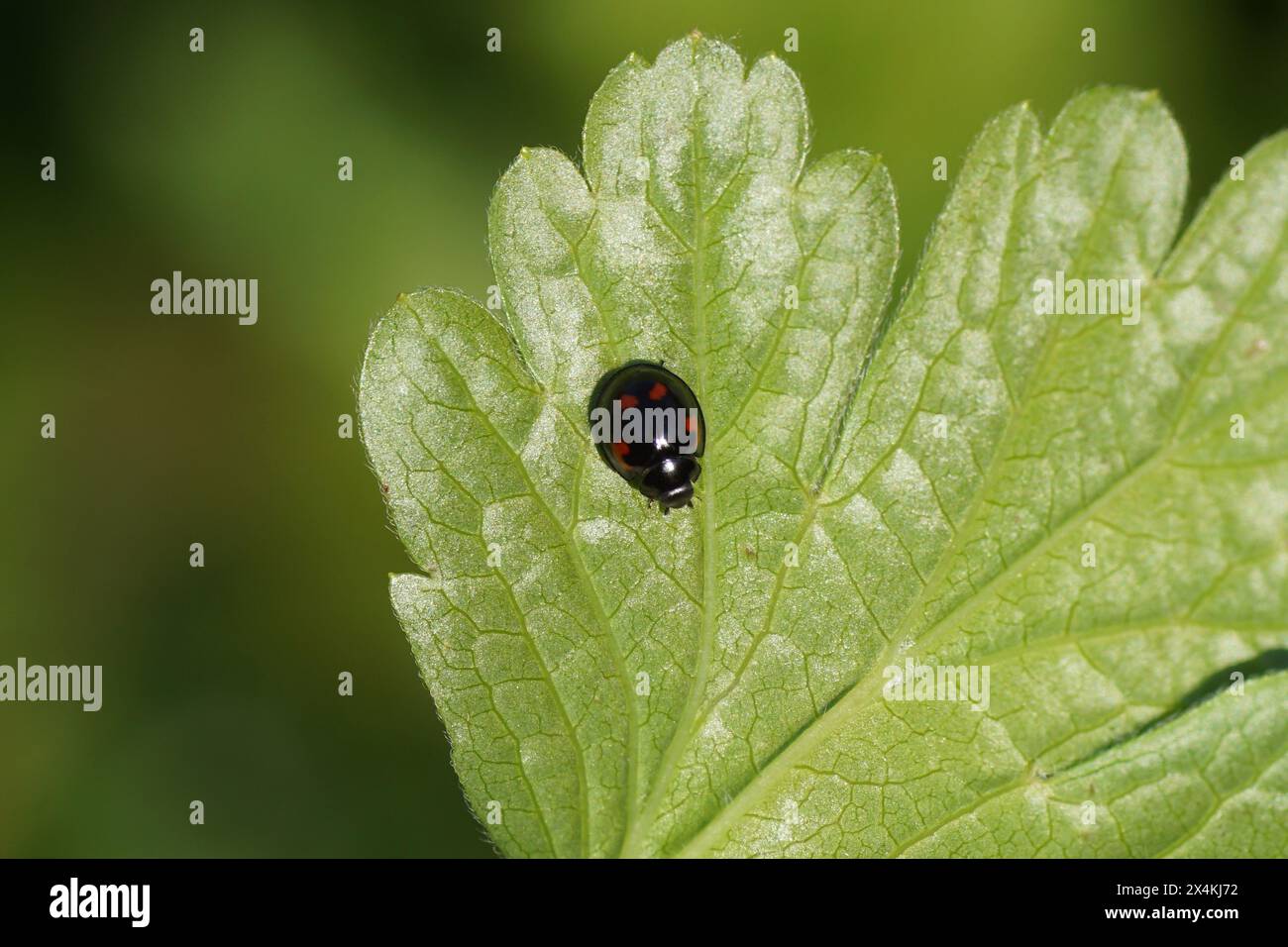 Pine ladybird (Exochomus quadripustulatus, Brumus quadripustulatus ...