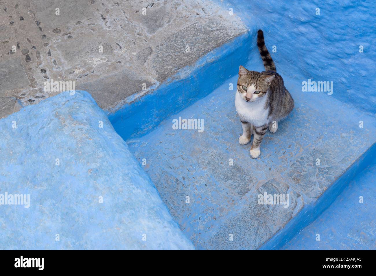 Cute cat standing on stairway in the blue city of Chefchaouen, Morocco ...