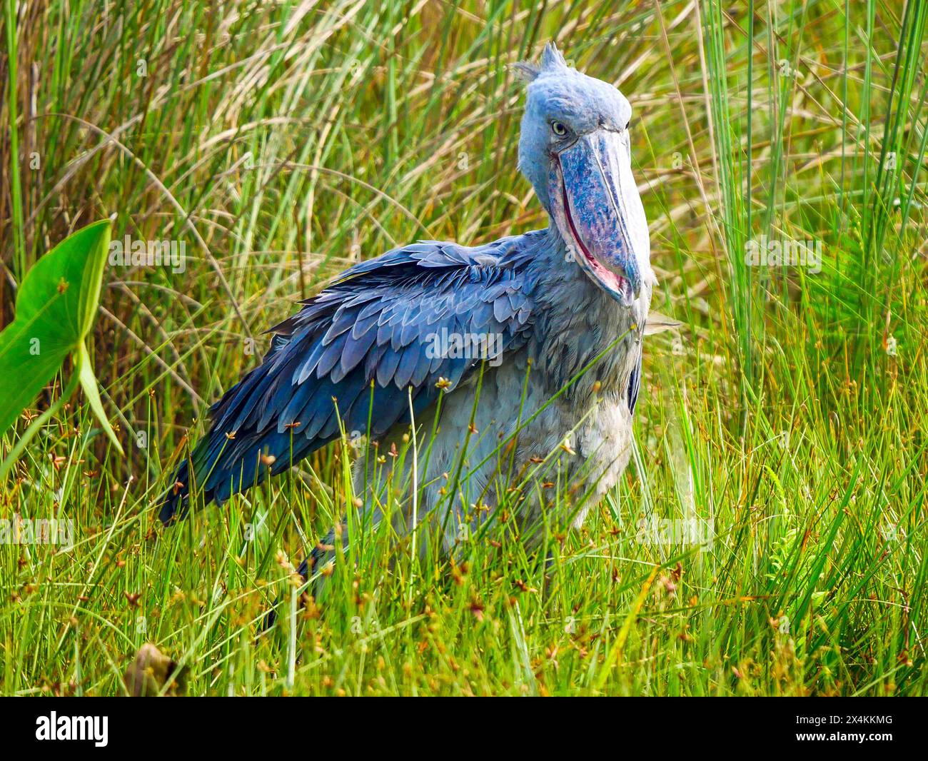 A shoebill bird (Balaeniceps rex) in the Mabamba Swamp on Lake Victoria ...