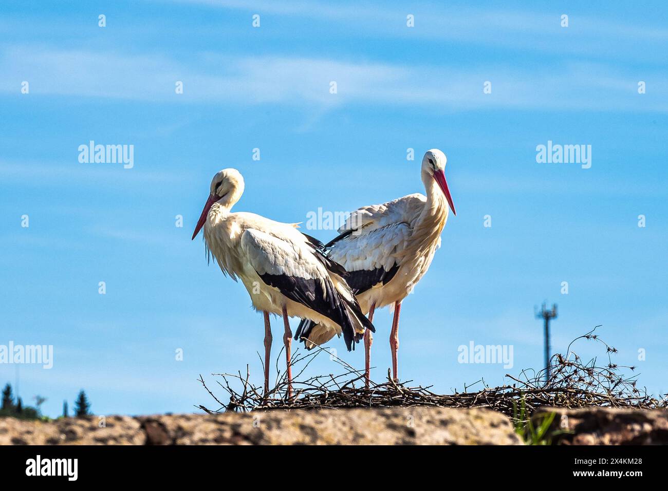 The fascinating White Storks, Ciconia ciconia at Silves in the Algarve ...