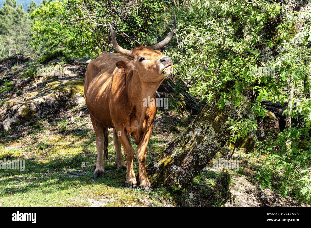 The Cachena cow in Nationalpark Peneda-Geres in North Portugal. It is a ...