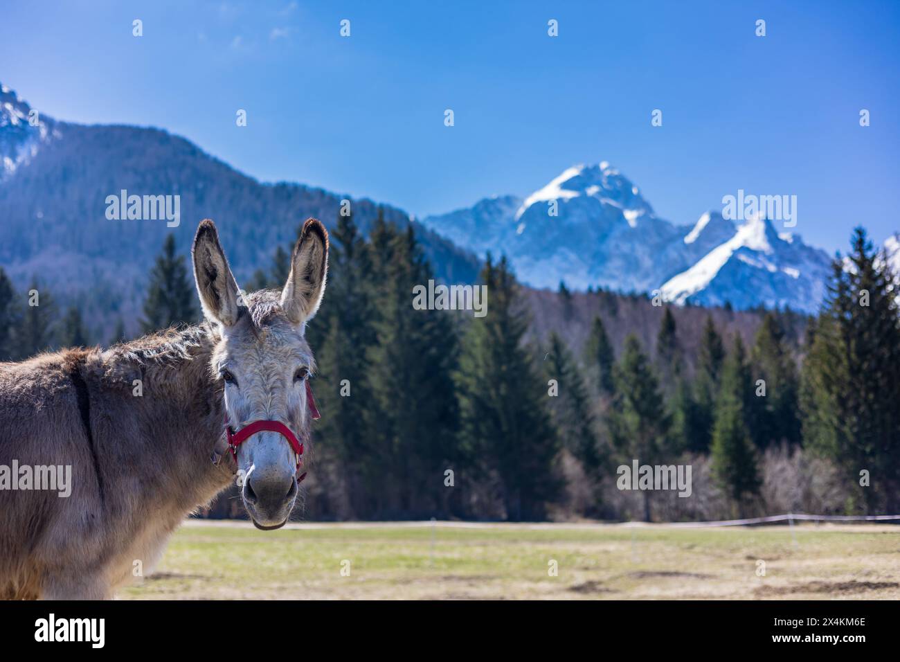 Donkeys in the fields near Fusine, Tarvisio, Italy Stock Photo - Alamy