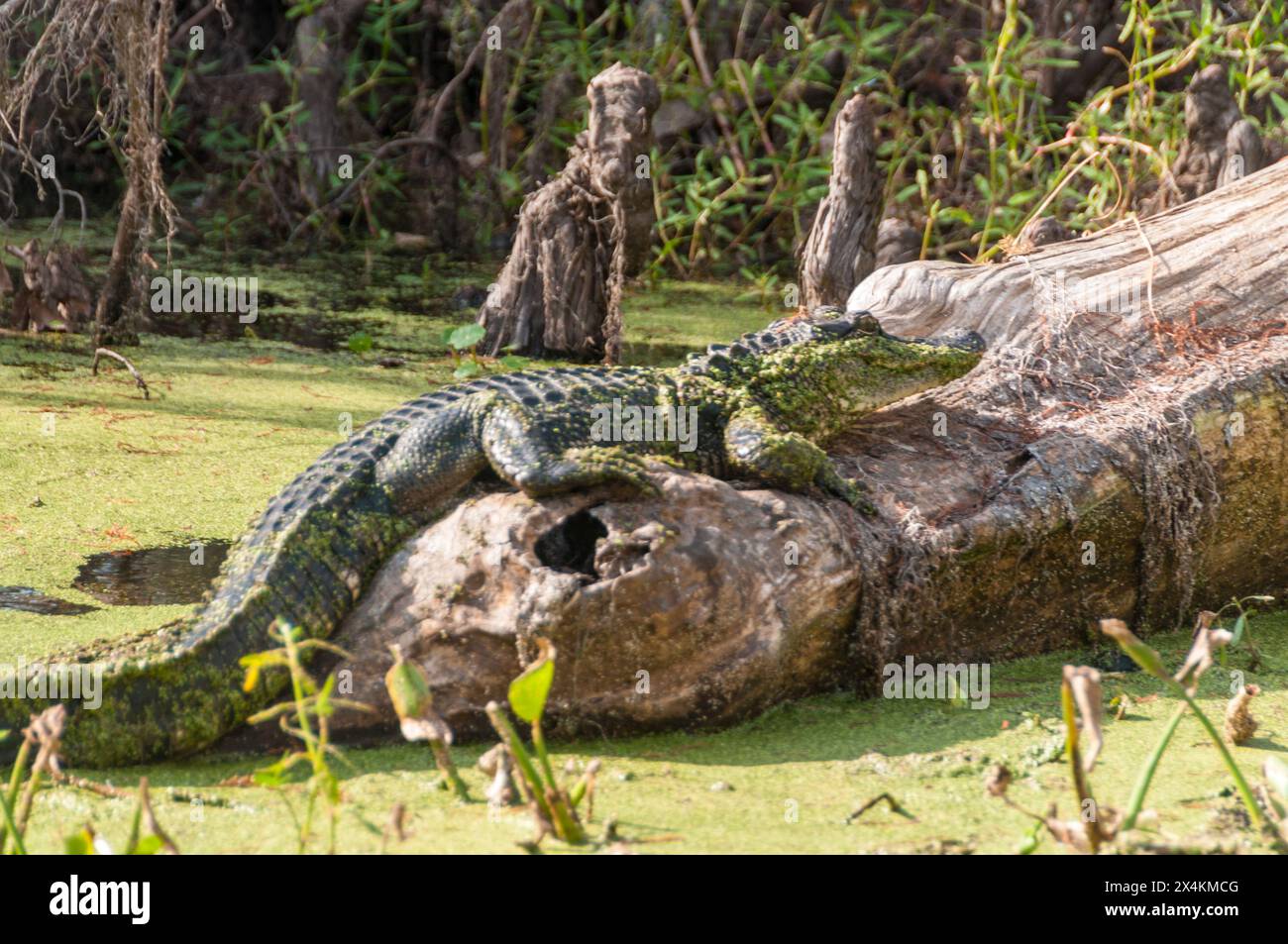 Closeup of an alligator resting on a log in the Louisiana Swamps, just ...