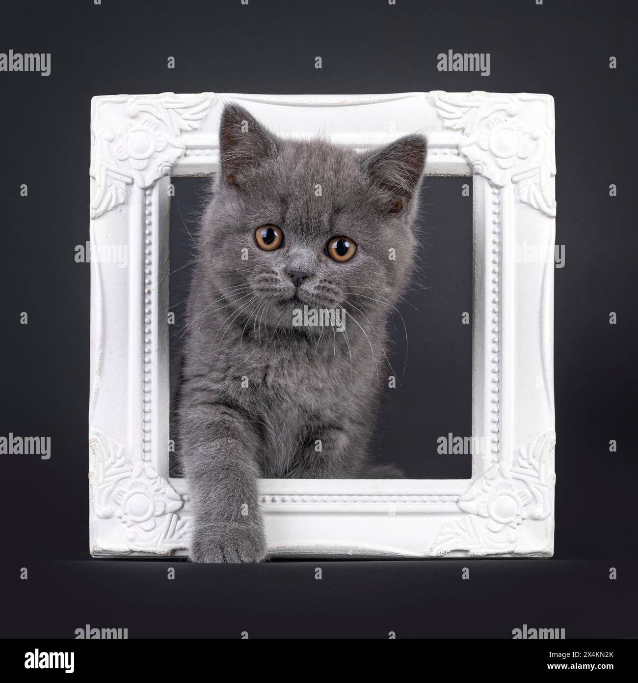 Charming blue British Shorthair cat kitten, stepping through white ...