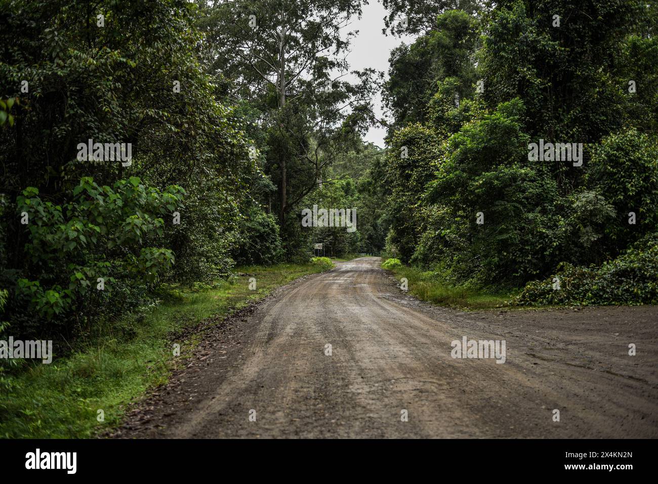 Damp rainforest trail hi-res stock photography and images - Alamy
