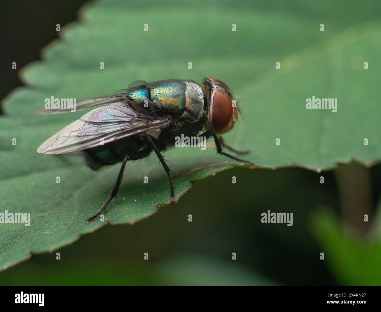 Blowfly with a metallic green color body and red color eye resting on a ...