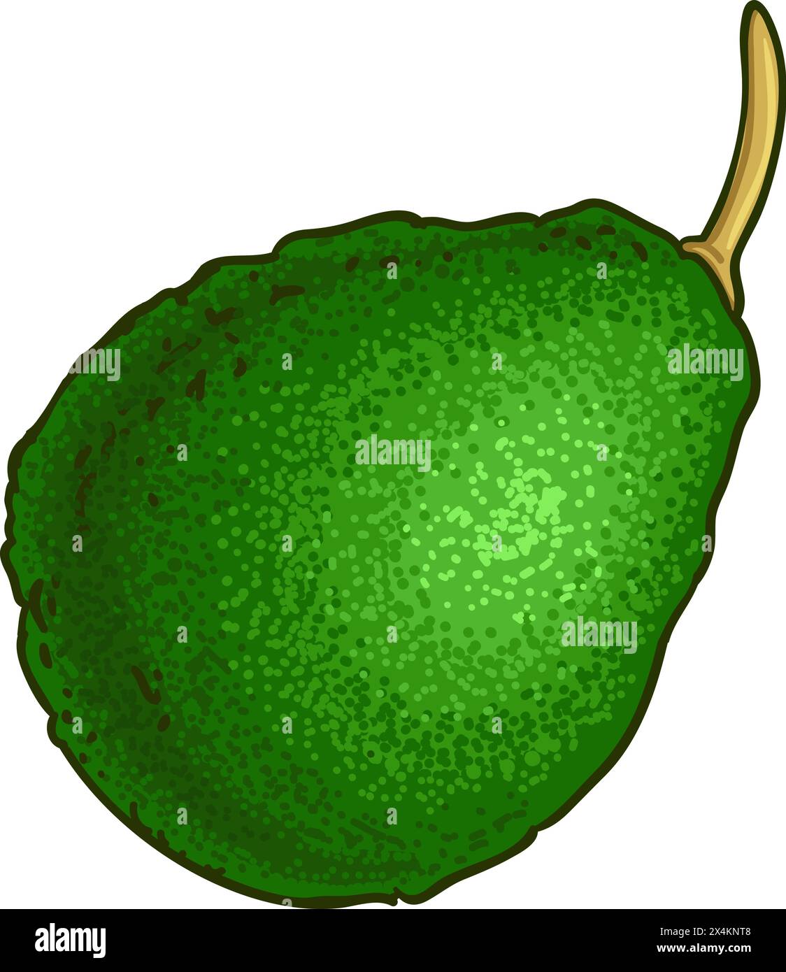 Avocado Fruit Colored Detailed Illustration Stock Vector Image & Art ...