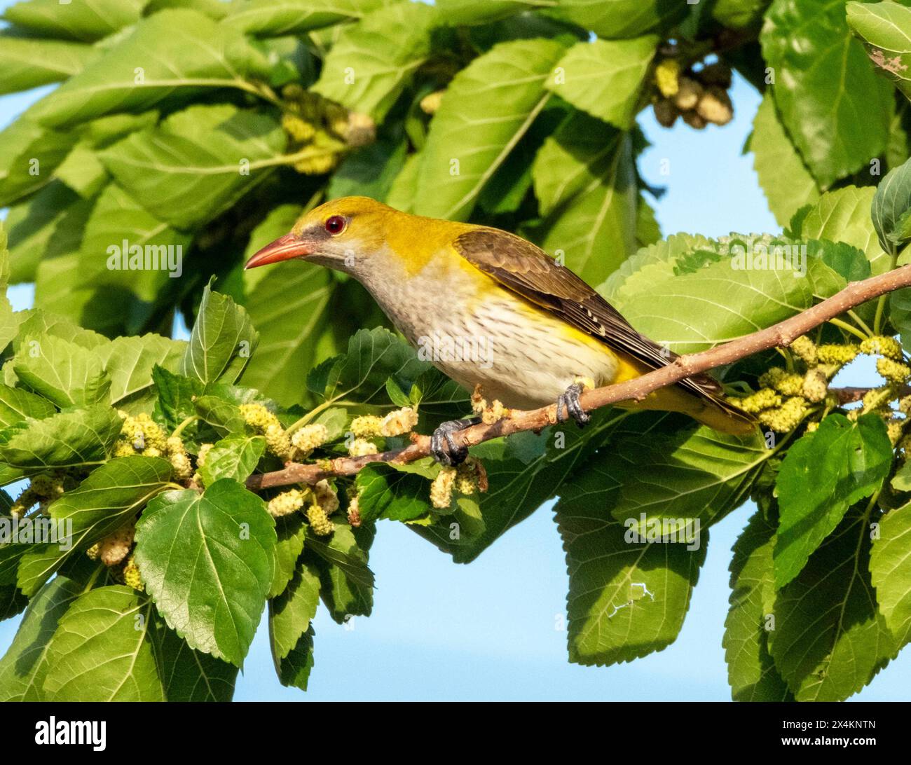 Female Eurasian golden oriole (Oriolus oriolus) feeding in a Mulberry ...