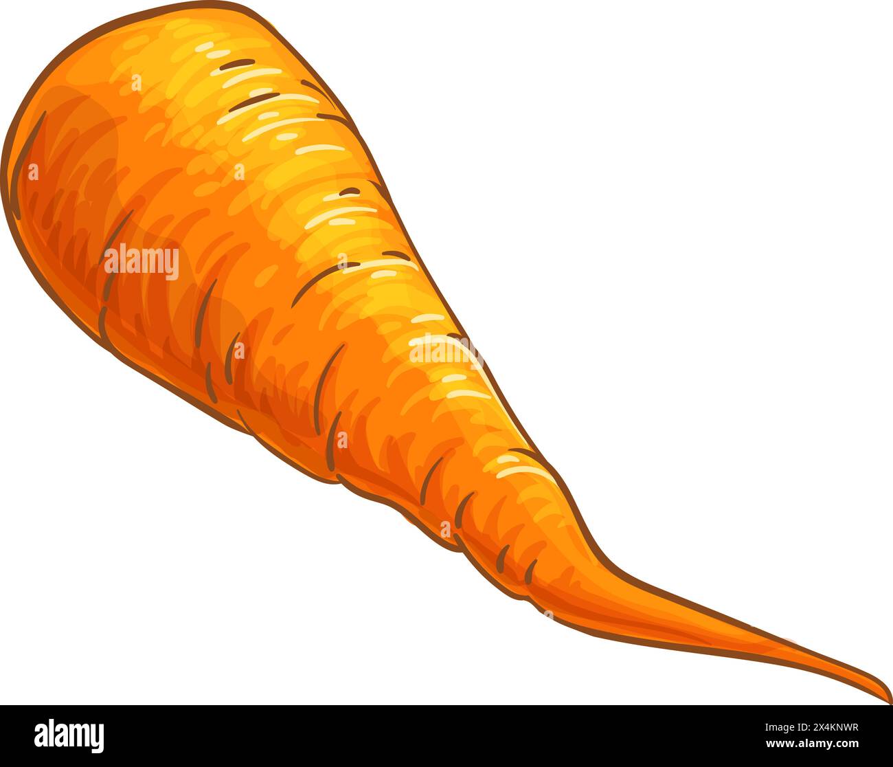 Carrot Root Colored Detailed Illustration Stock Vector Image & Art - Alamy