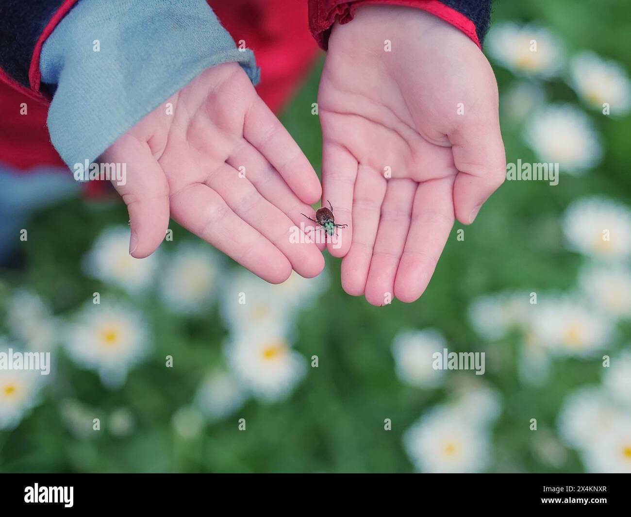 child having little beetle hand Stock Photo - Alamy