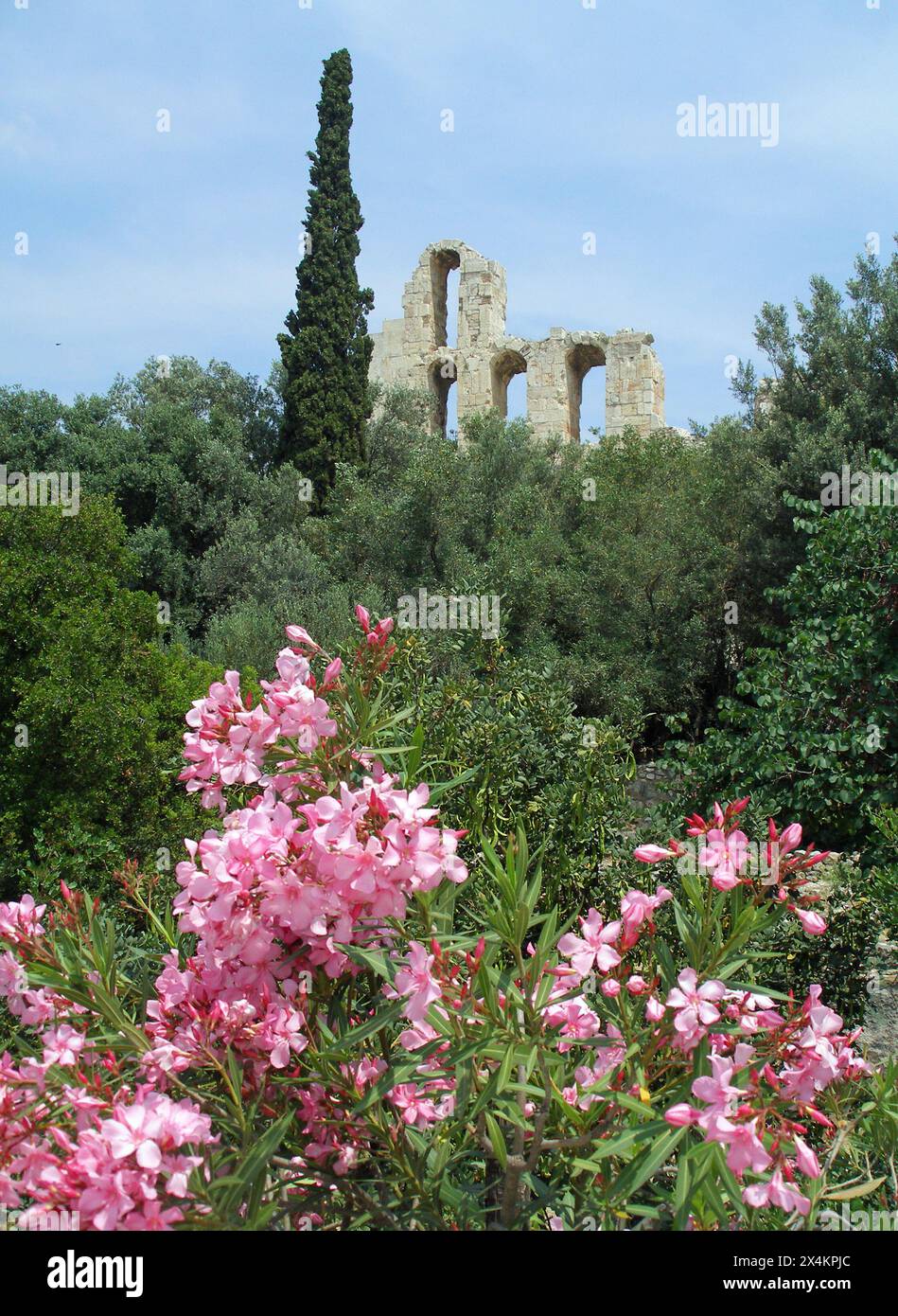 the ancient odeon of herodes atticus ruins behind beautiful pink ...