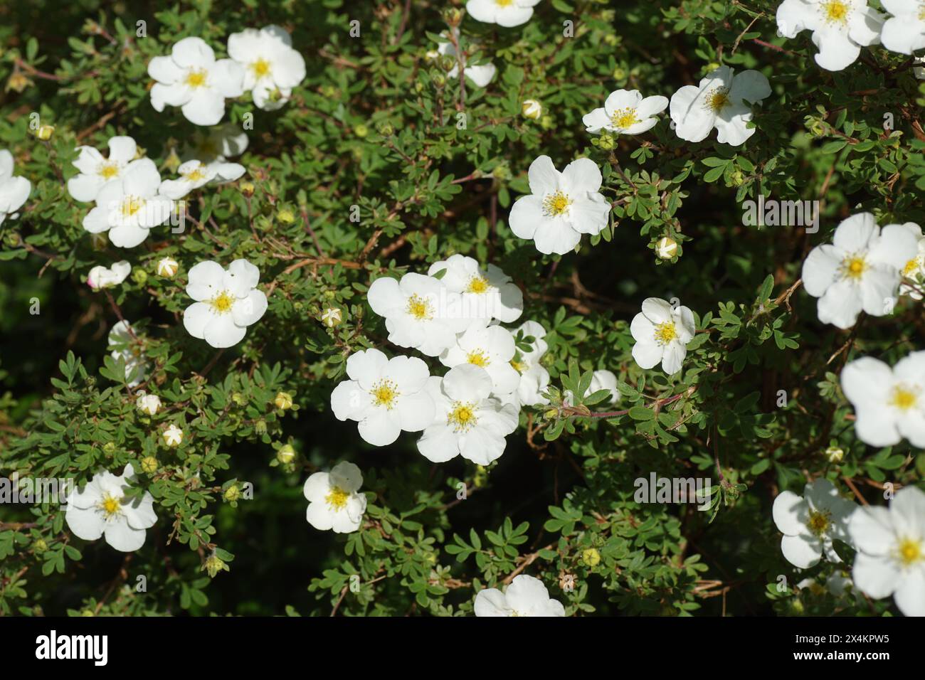 Closeup white flowers of shrubby cinquefoil (Potentilla fruticosa ...