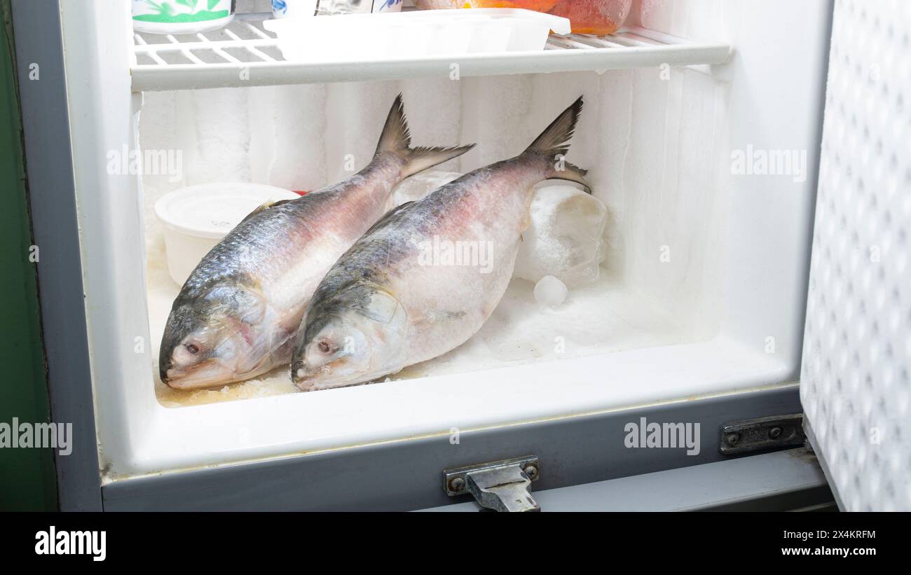 ilish, National fish of Bangladesh Hilsafish ilisha terbuk hilsa herring or hilsa shad Clupeidae ...