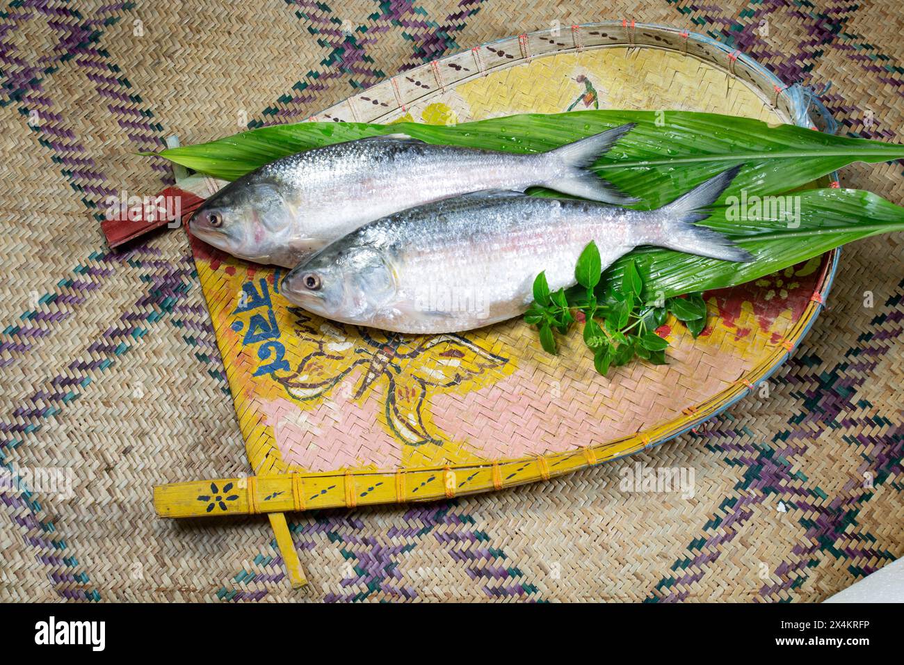 ilish on welcome tray, National fish of Bangladesh Hilsafish ilisha terbuk hilsa herring or ...