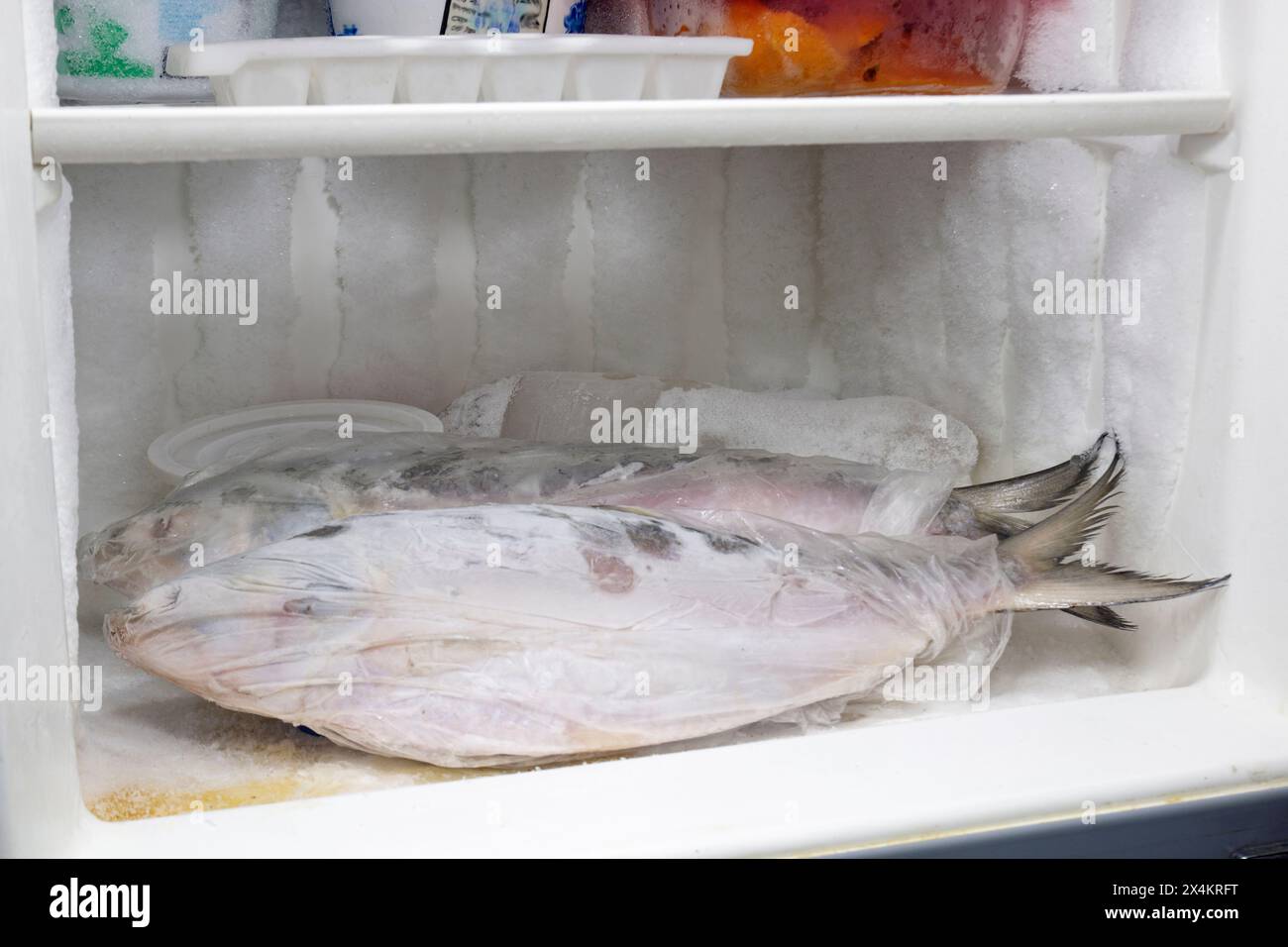 ilish, National fish of Bangladesh Hilsafish ilisha terbuk hilsa herring or hilsa shad Clupeidae ...