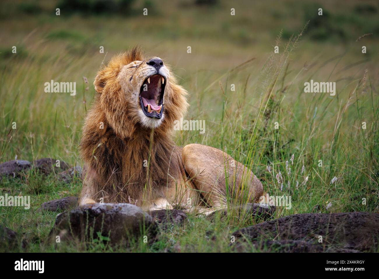 Full body and head portrait of a large male lion yawning to reveal his ...