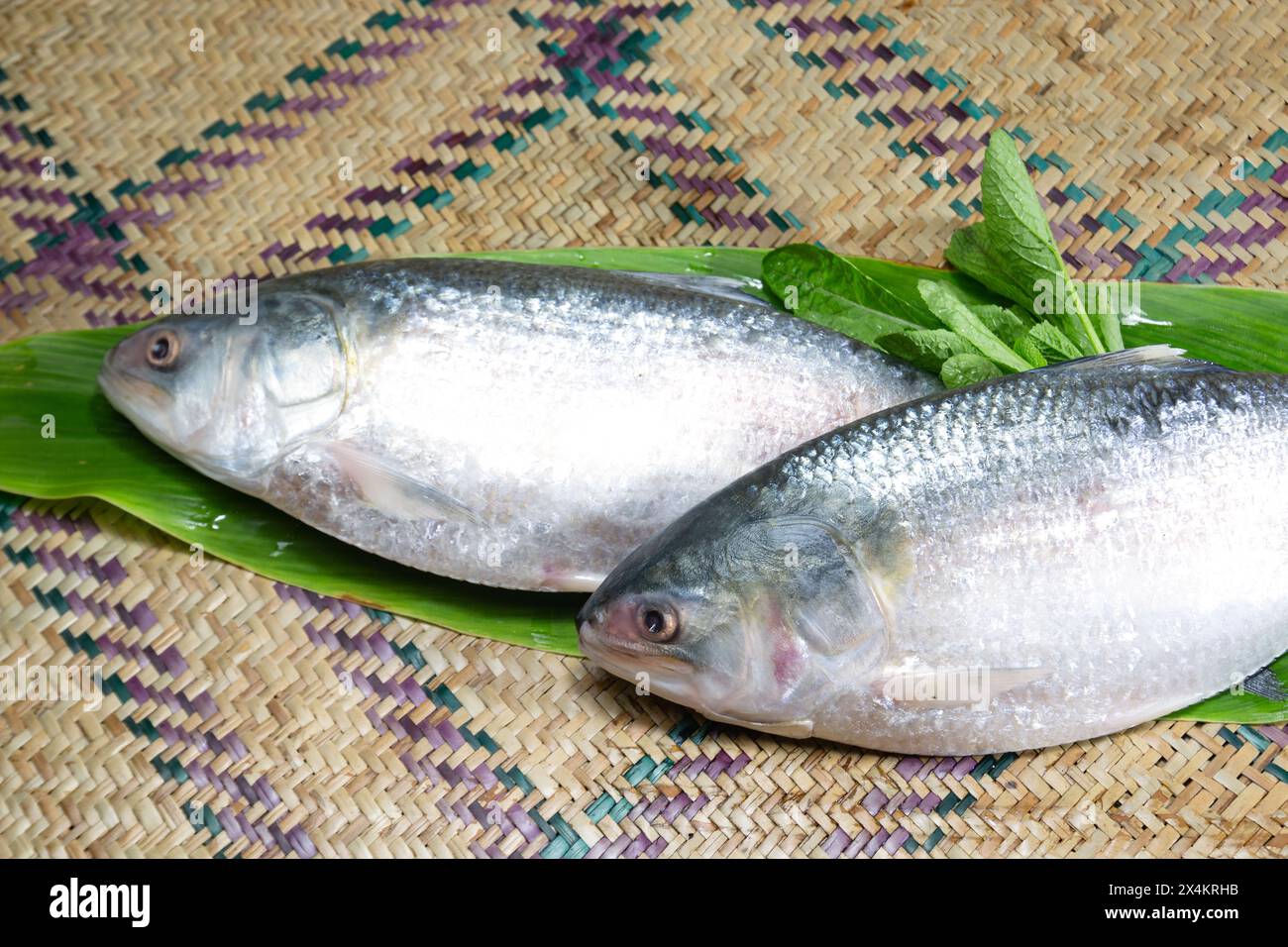 ilish, National fish of Bangladesh Hilsafish ilisha terbuk hilsa herring or hilsa shad Clupeidae ...