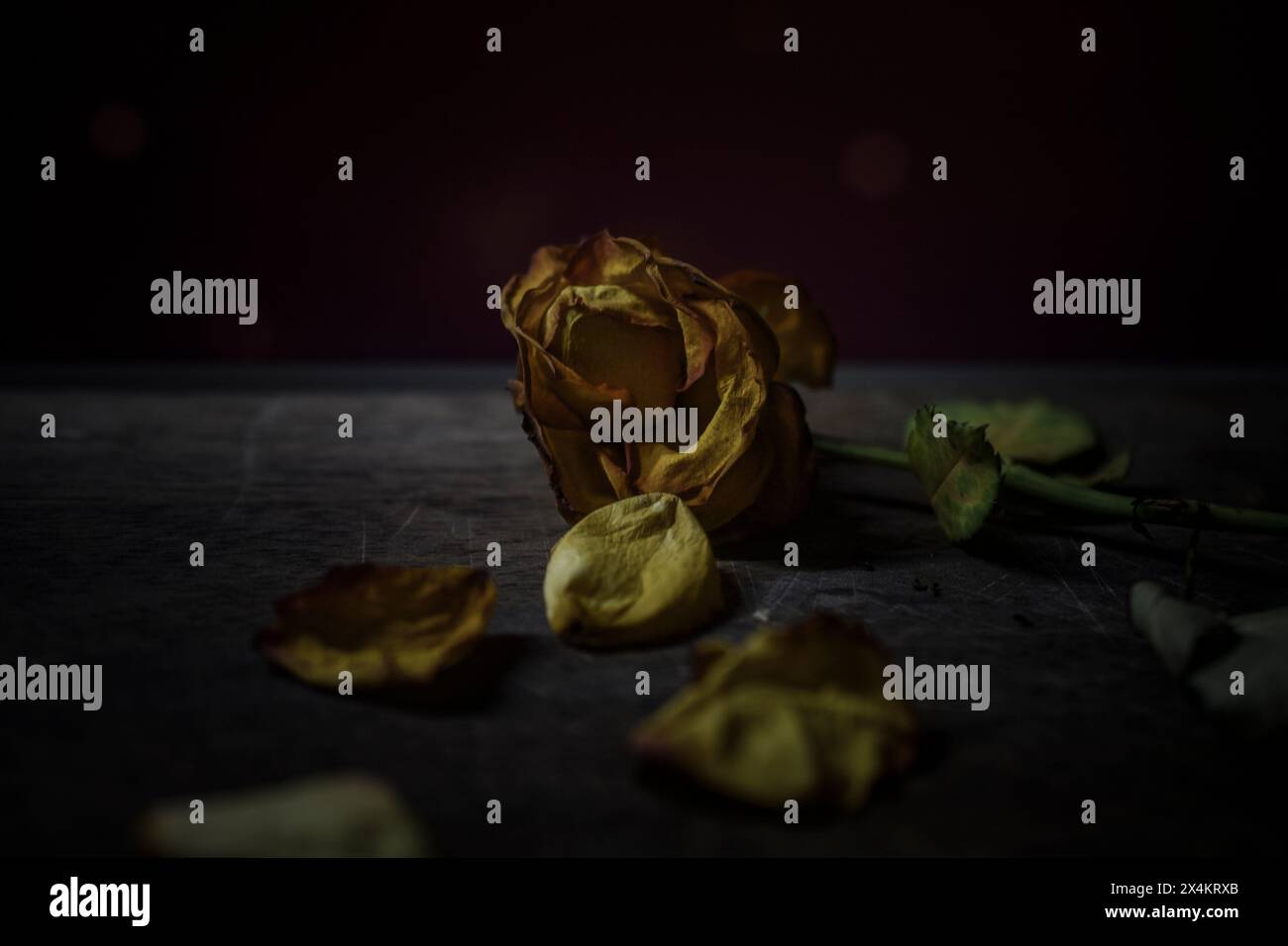 Dead rose petals hi-res stock photography and images - Alamy