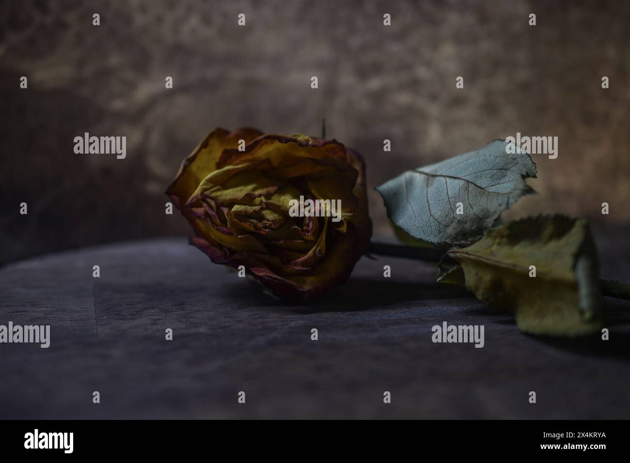 Dead dying red roses hi-res stock photography and images - Alamy