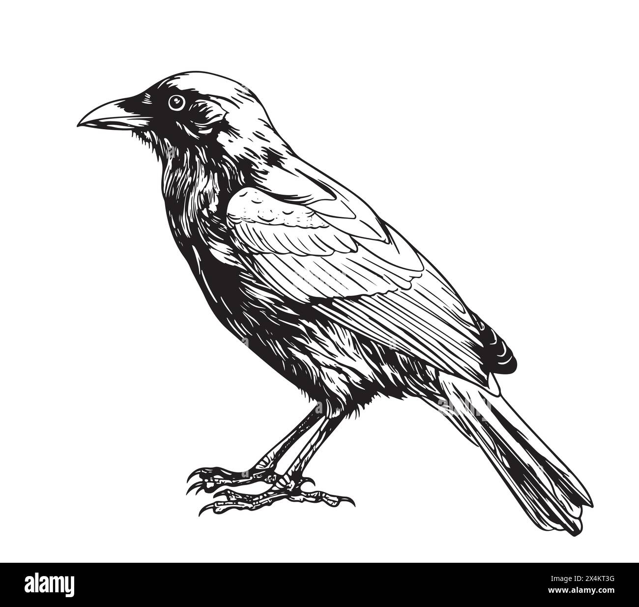 Raven drawing hi-res stock photography and images - Alamy