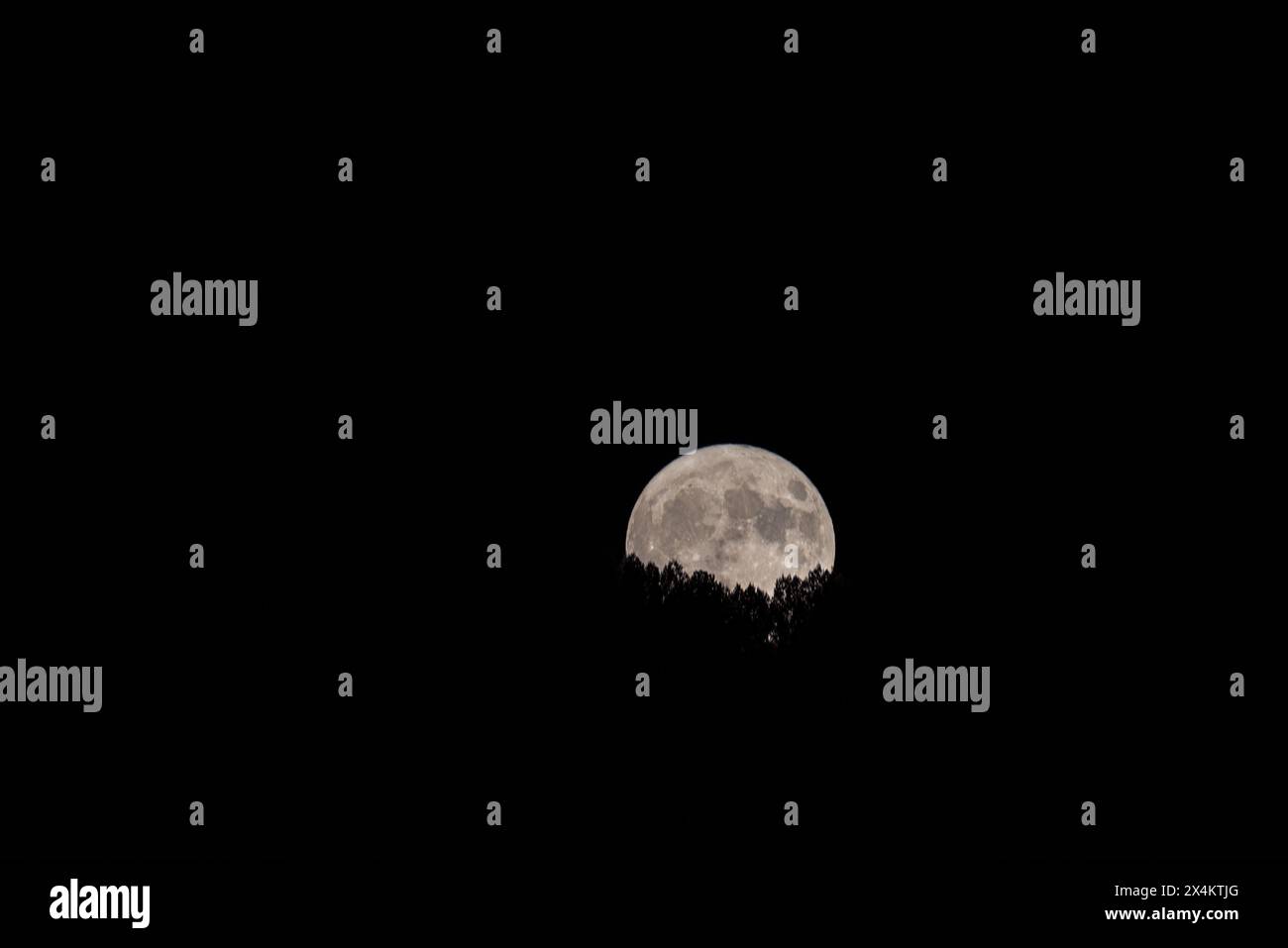Moonlit Grove: Full Moon Rising Amidst Enchanted Trees.Within the ...