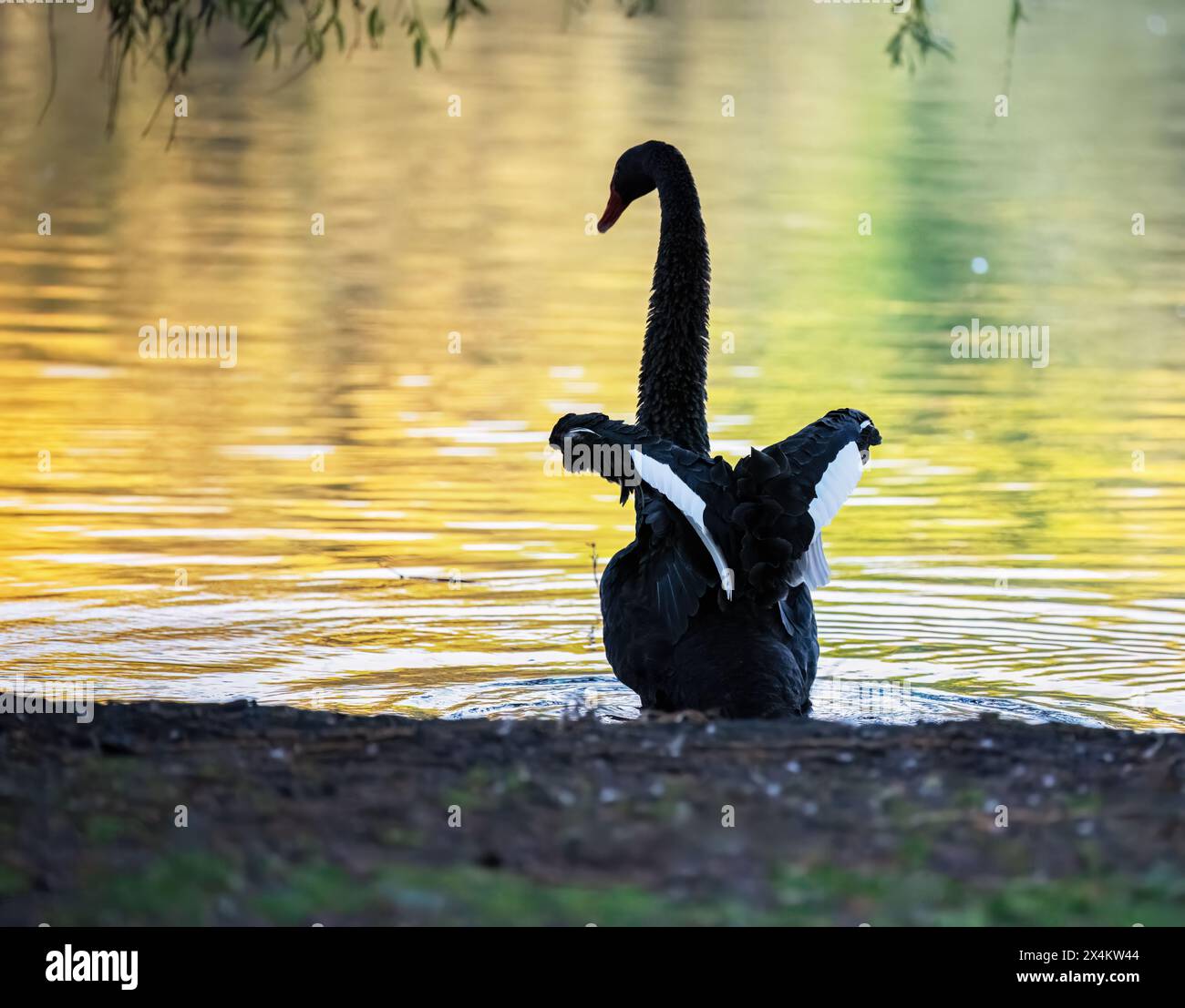 A black swan flapping wings. Autumn leaf colour reflected in the water ...