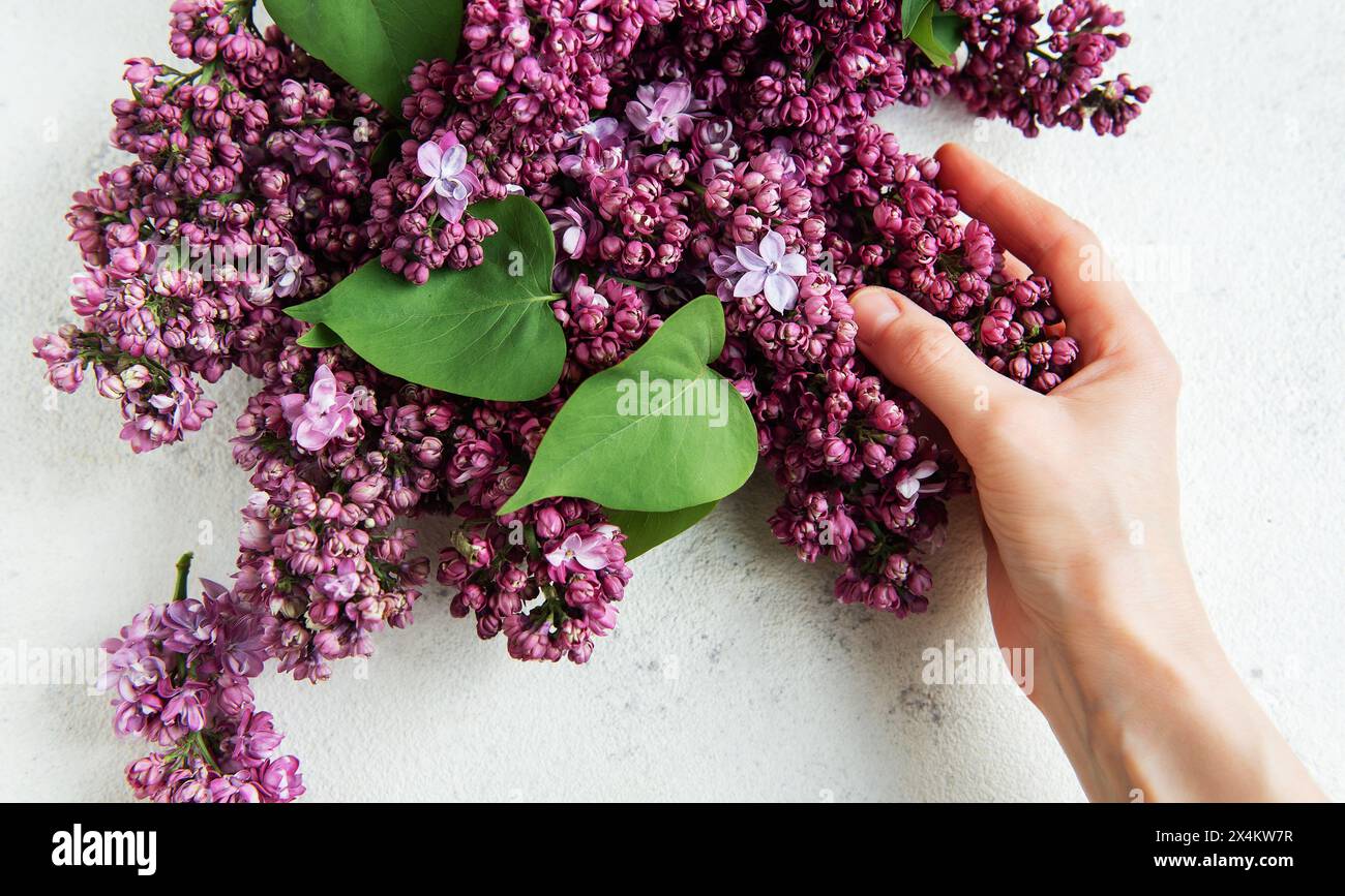 Woman's hand holding a lilac flower bunch Stock Photo - Alamy