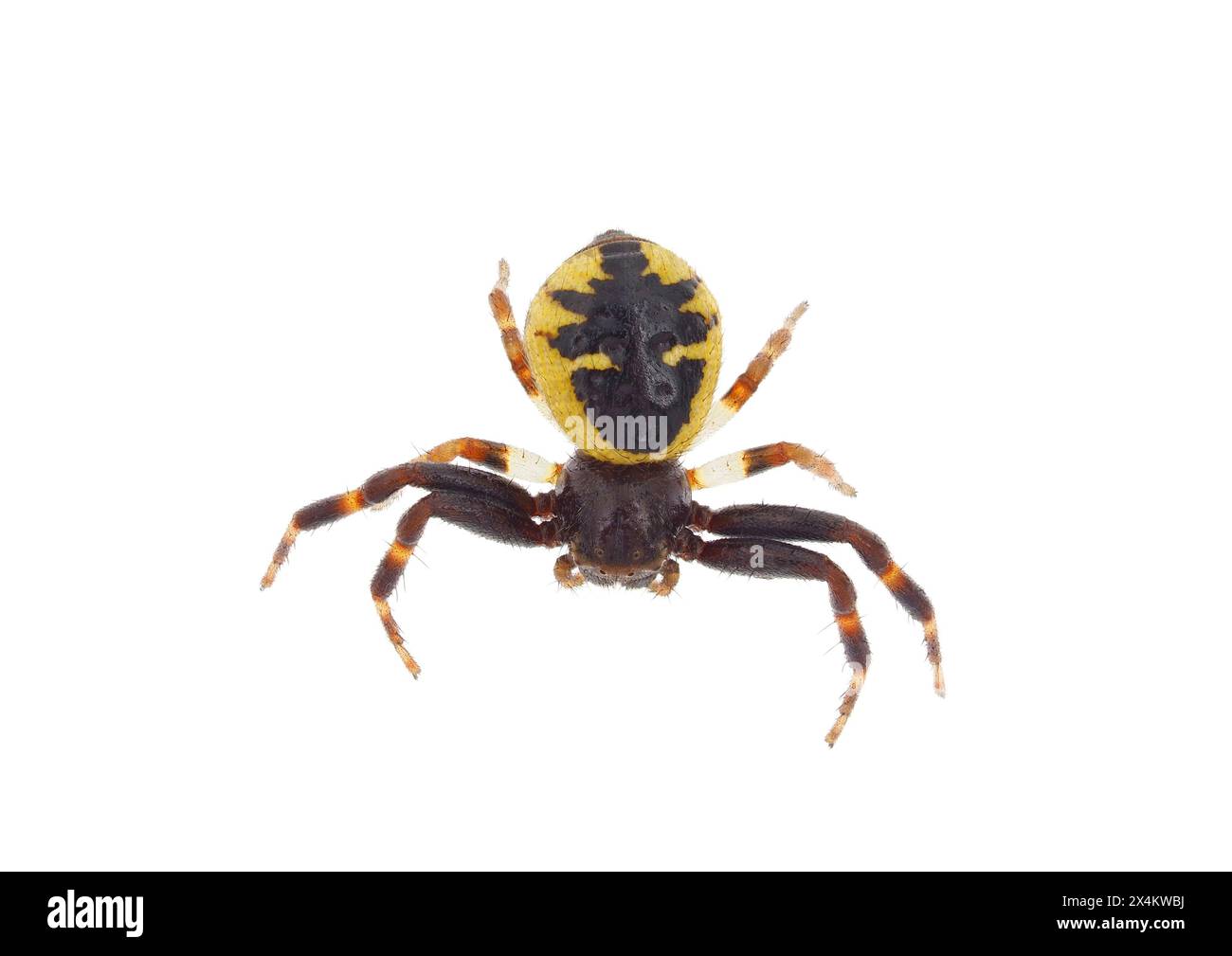 Yellow Napoleon spider isolated on white background, Synema globosum ...