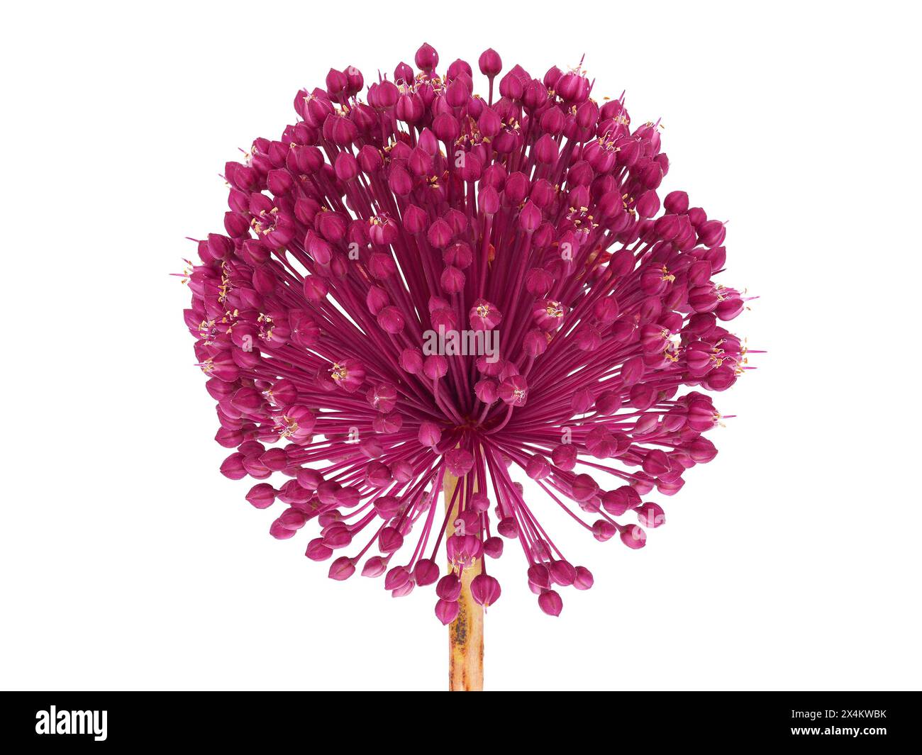 Broadleaf wild leek isolated on white background, Allium atroviolaceum ...