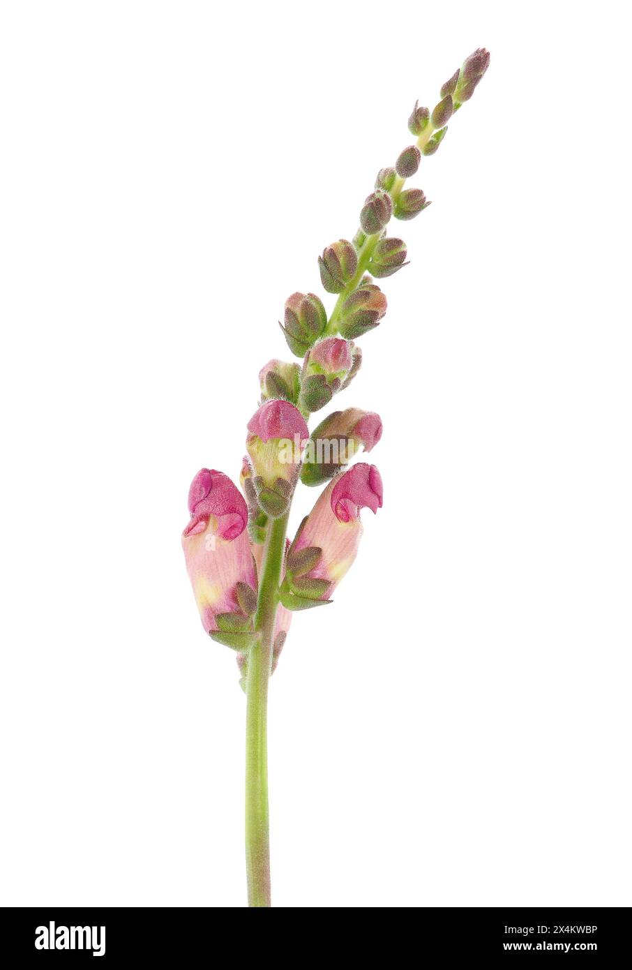 Common snapdragon flower buds isolated on white background, Antirrhinum ...