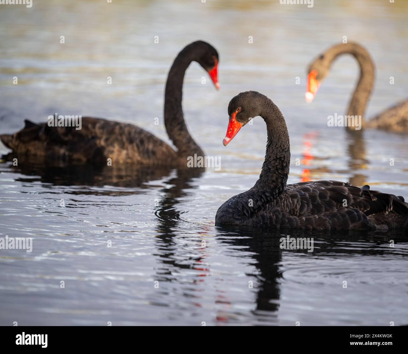 Black swan swimming preening in hi-res stock photography and images - Alamy