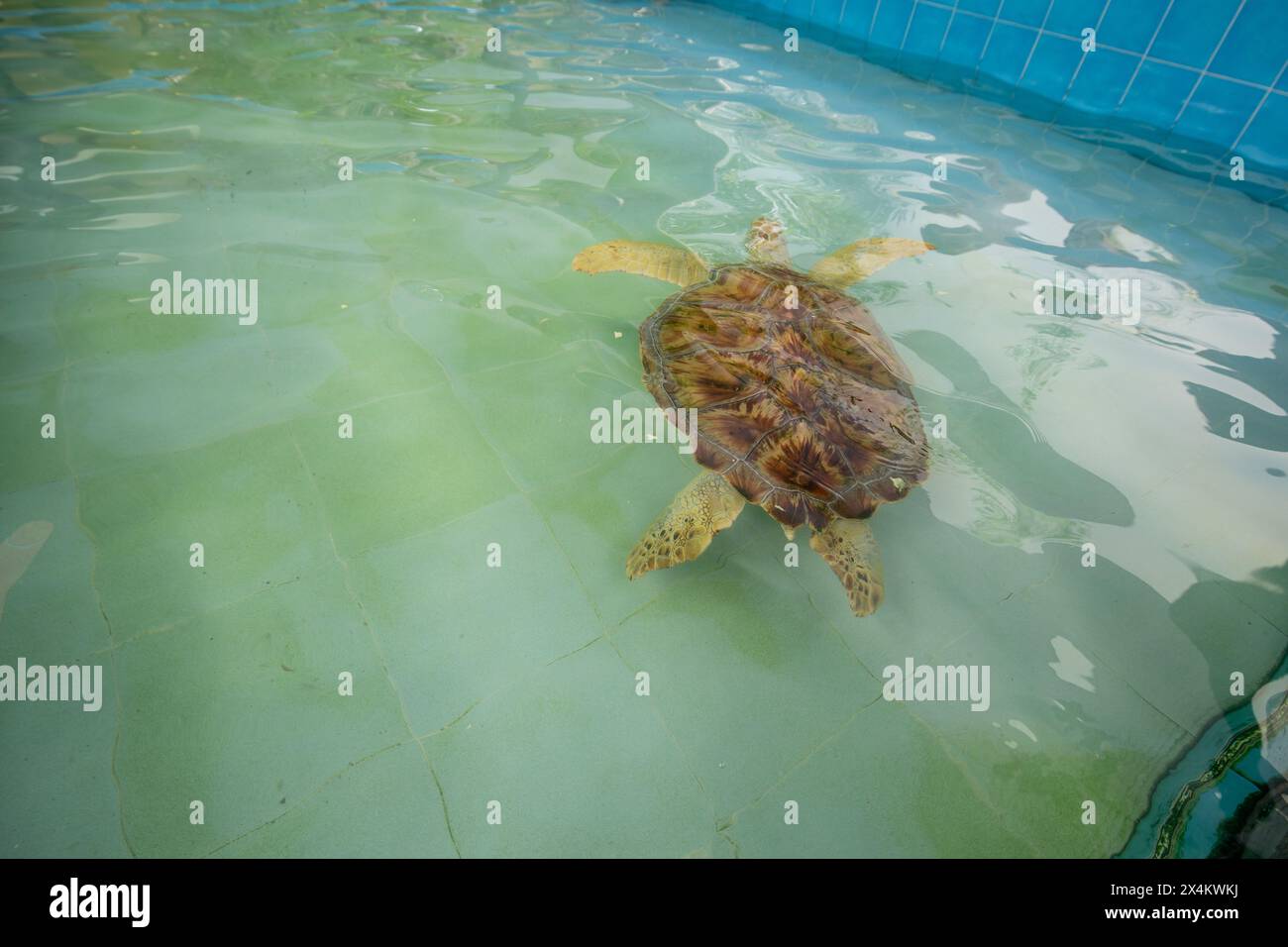 Olive ridley sea turtle underwater hi-res stock photography and images ...