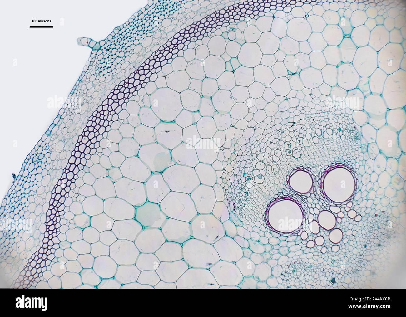 Plant cell microscope vacuole hi-res stock photography and images - Alamy