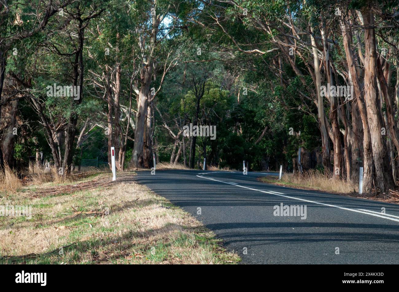 Woodend Australia, view of rural asphalt road with eucalypt trees Stock ...