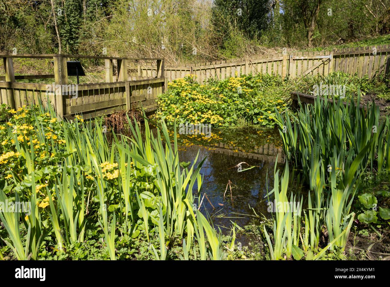 Wildlife pond in spring Stock Photo - Alamy
