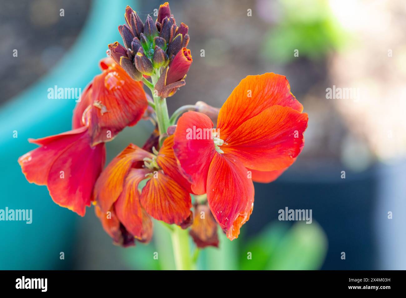 Wallflower leaves hi-res stock photography and images - Alamy