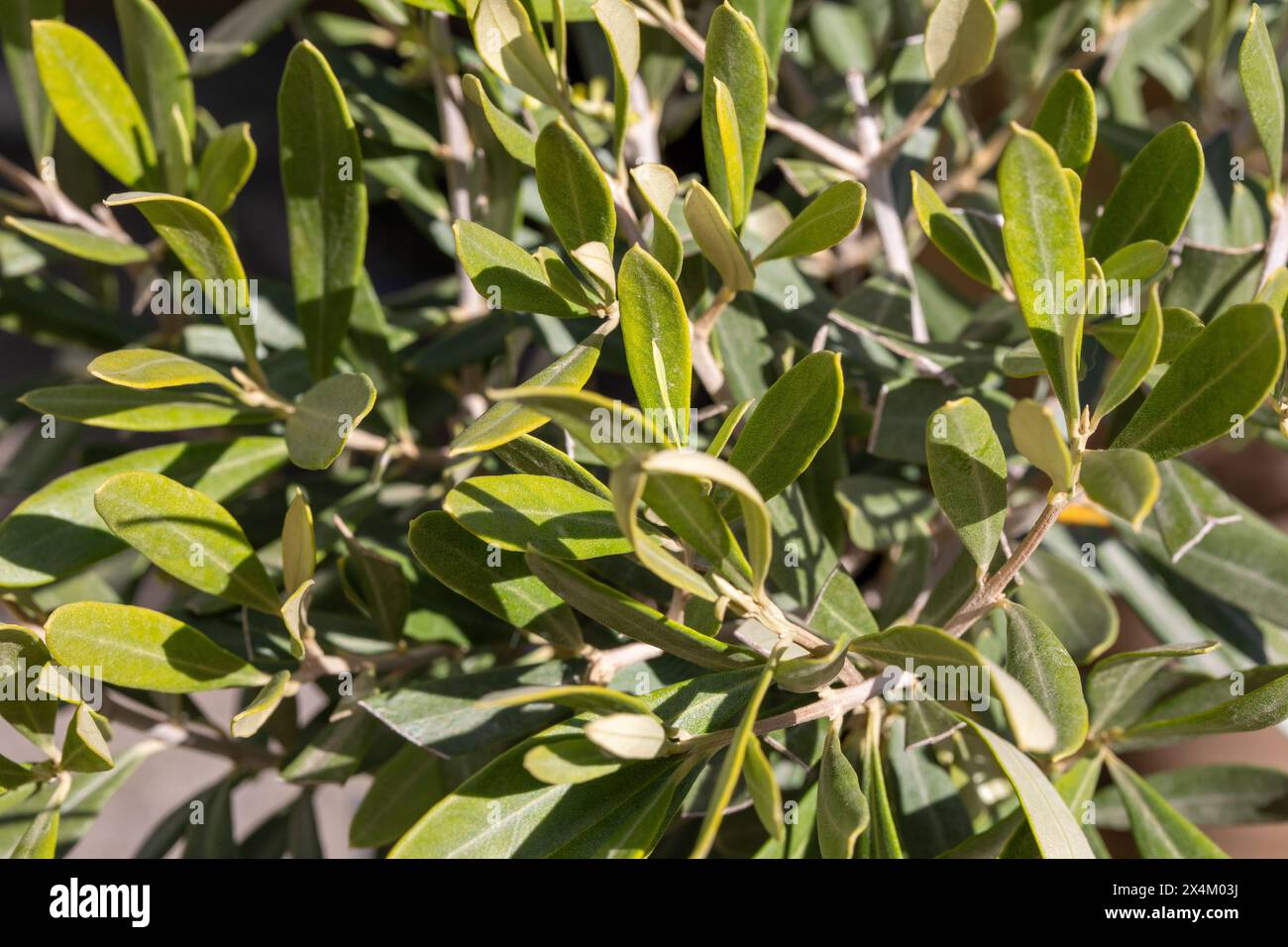 olive tree leaves Stock Photo - Alamy
